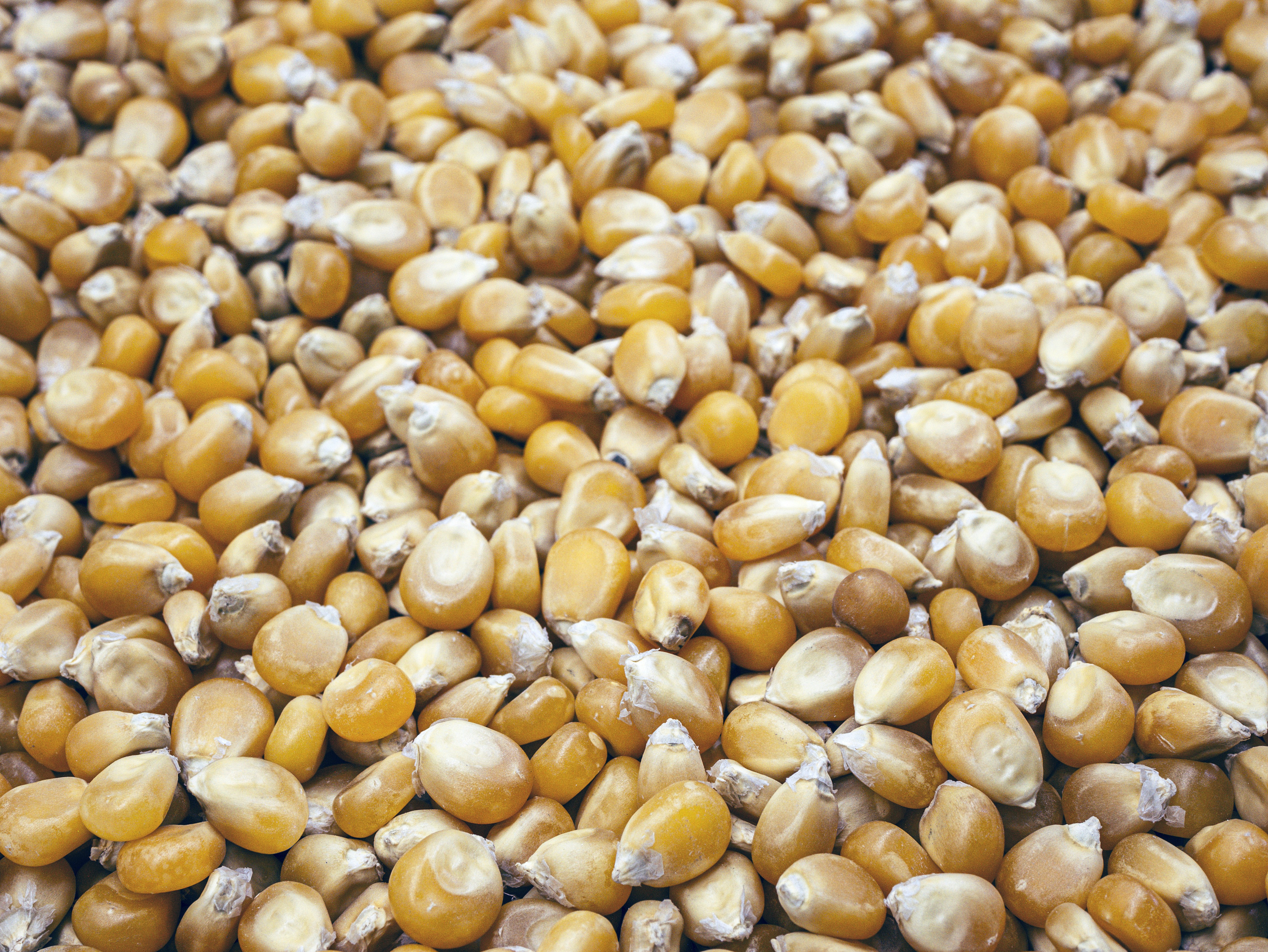 A close up of a pile of corn photo – Free Dry Image on Unsplash