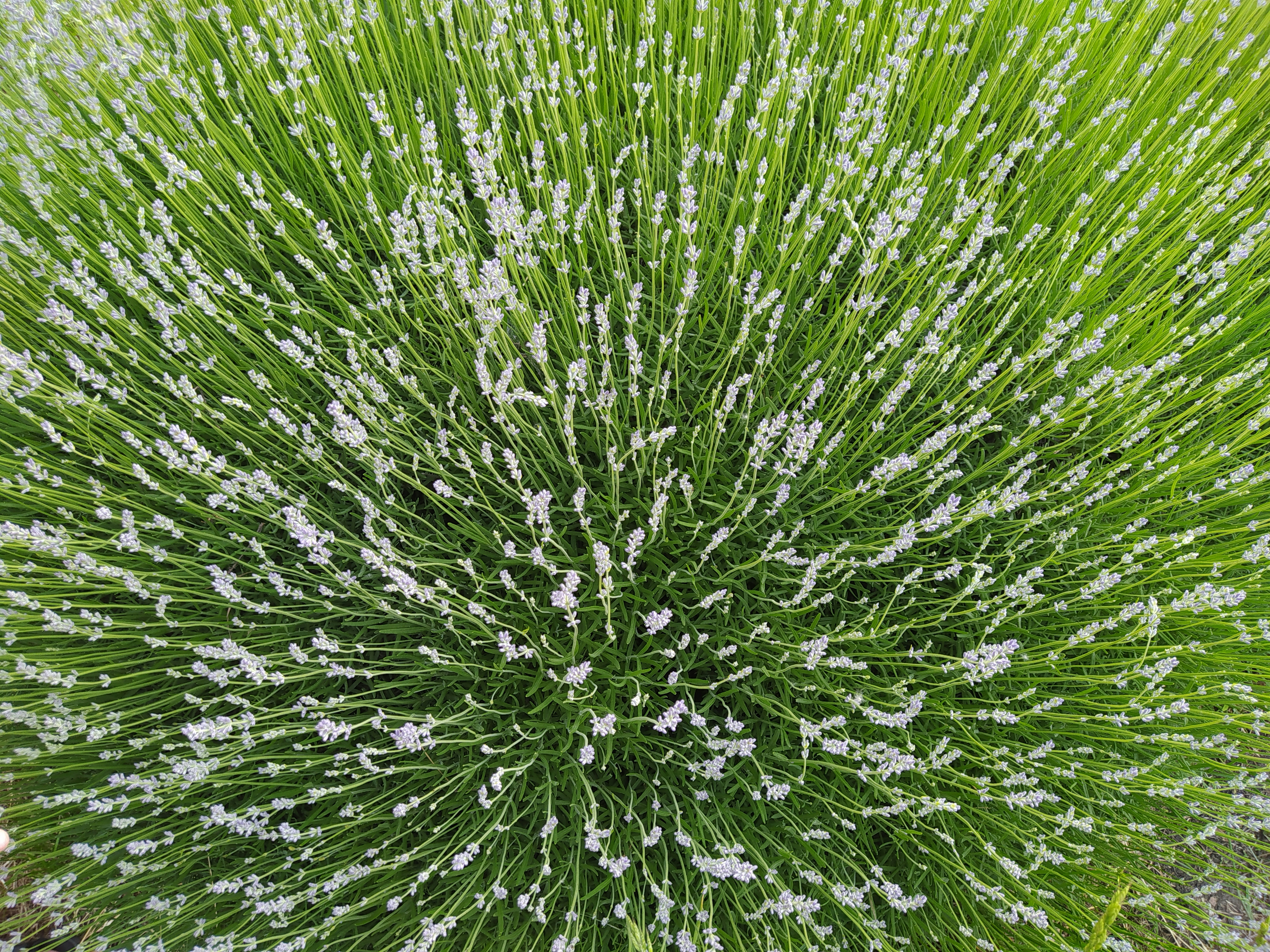 a close up of a plant with white flowers