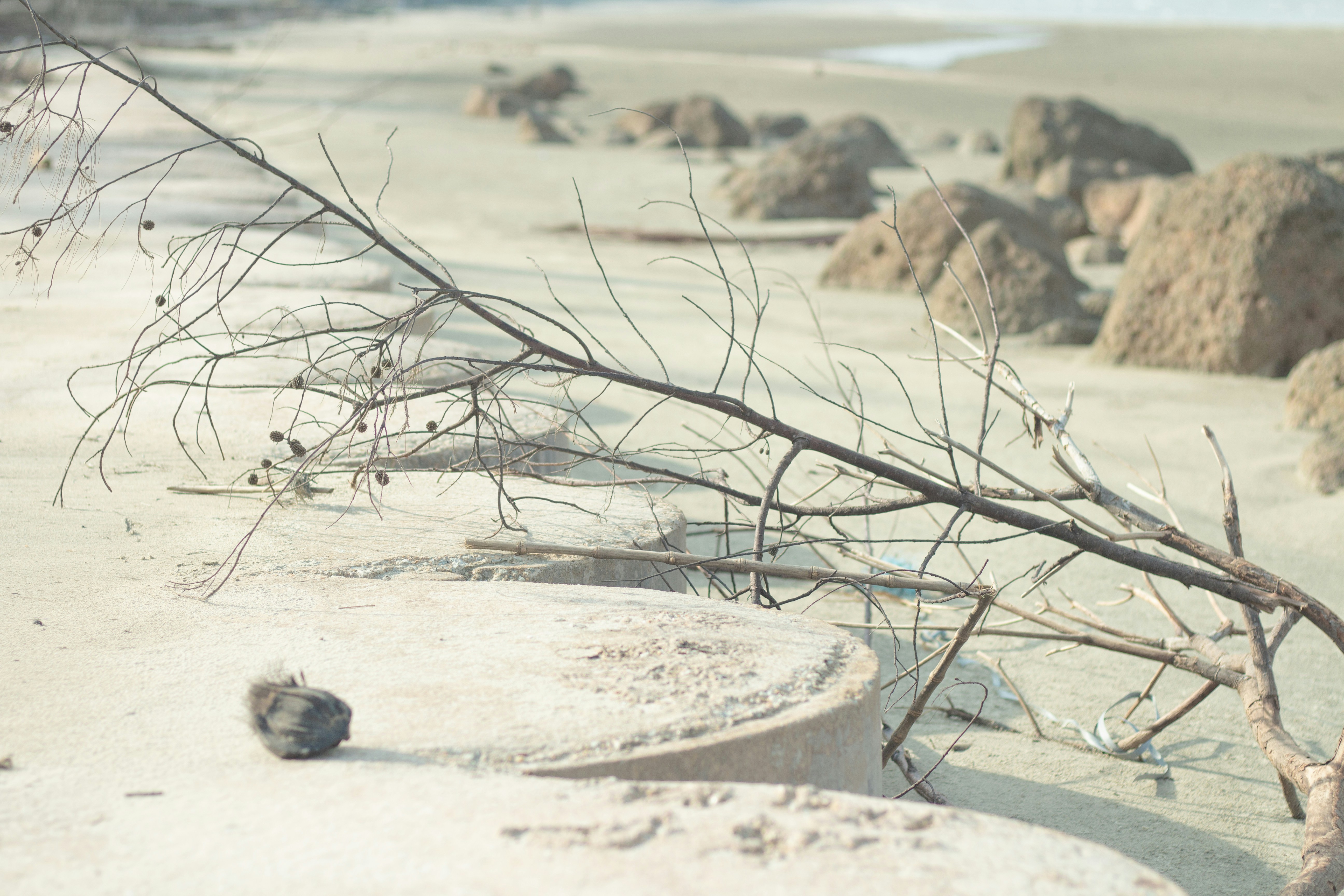 a bunch of branches that are laying on the sand