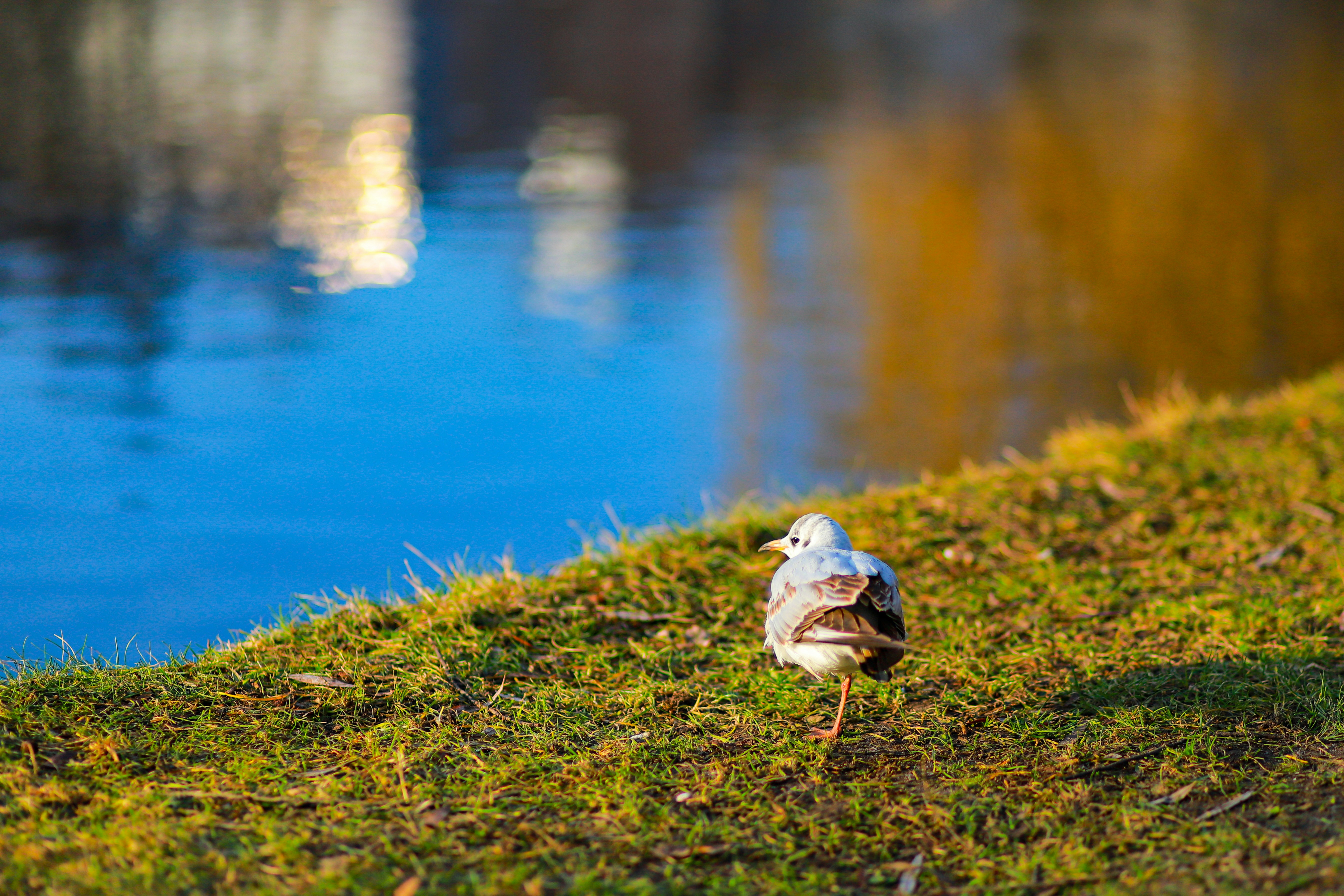 A lone shorebird rests on sunlit grass beside a blue waterway
