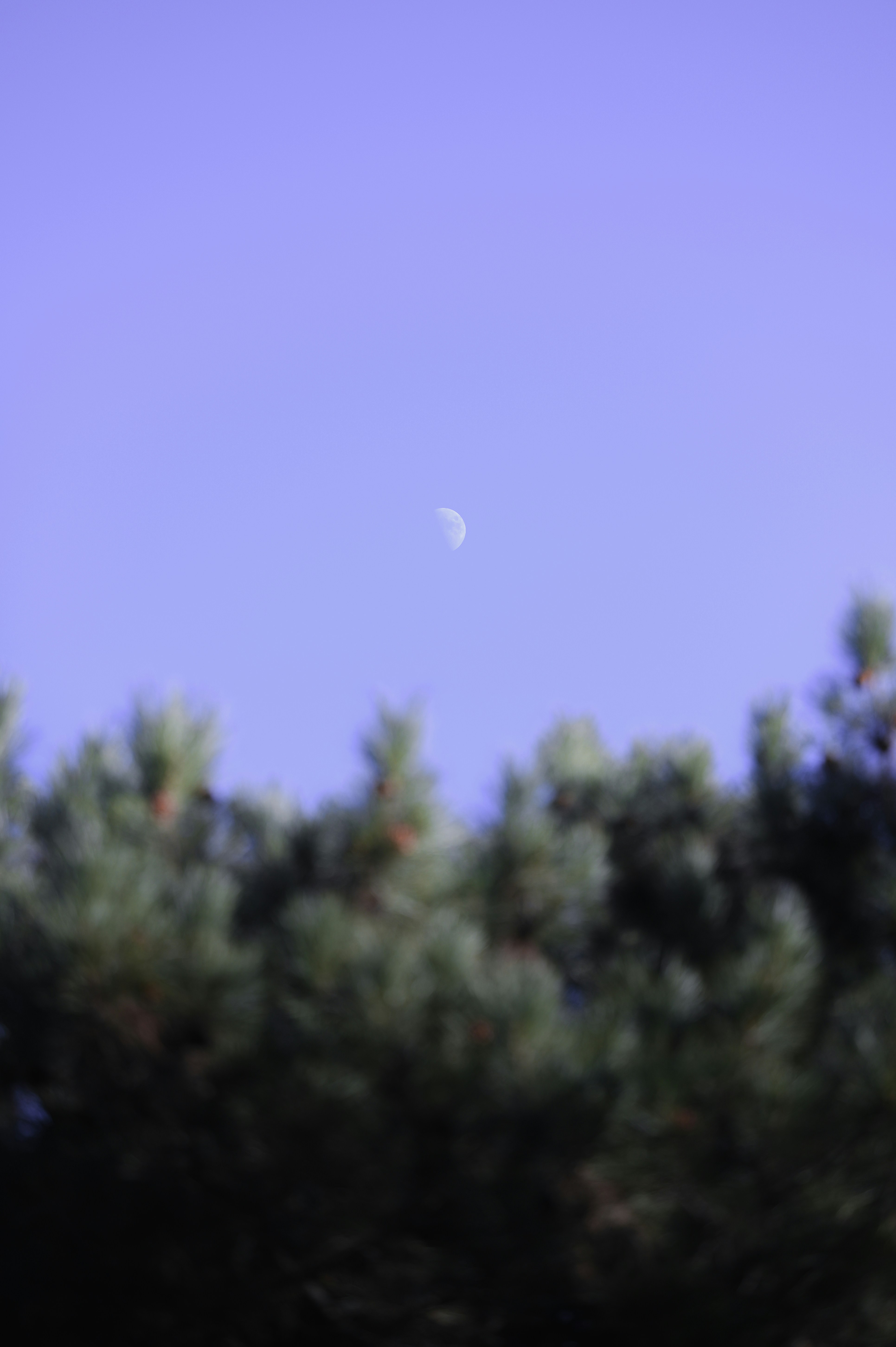 a view of the moon through the branches of a tree