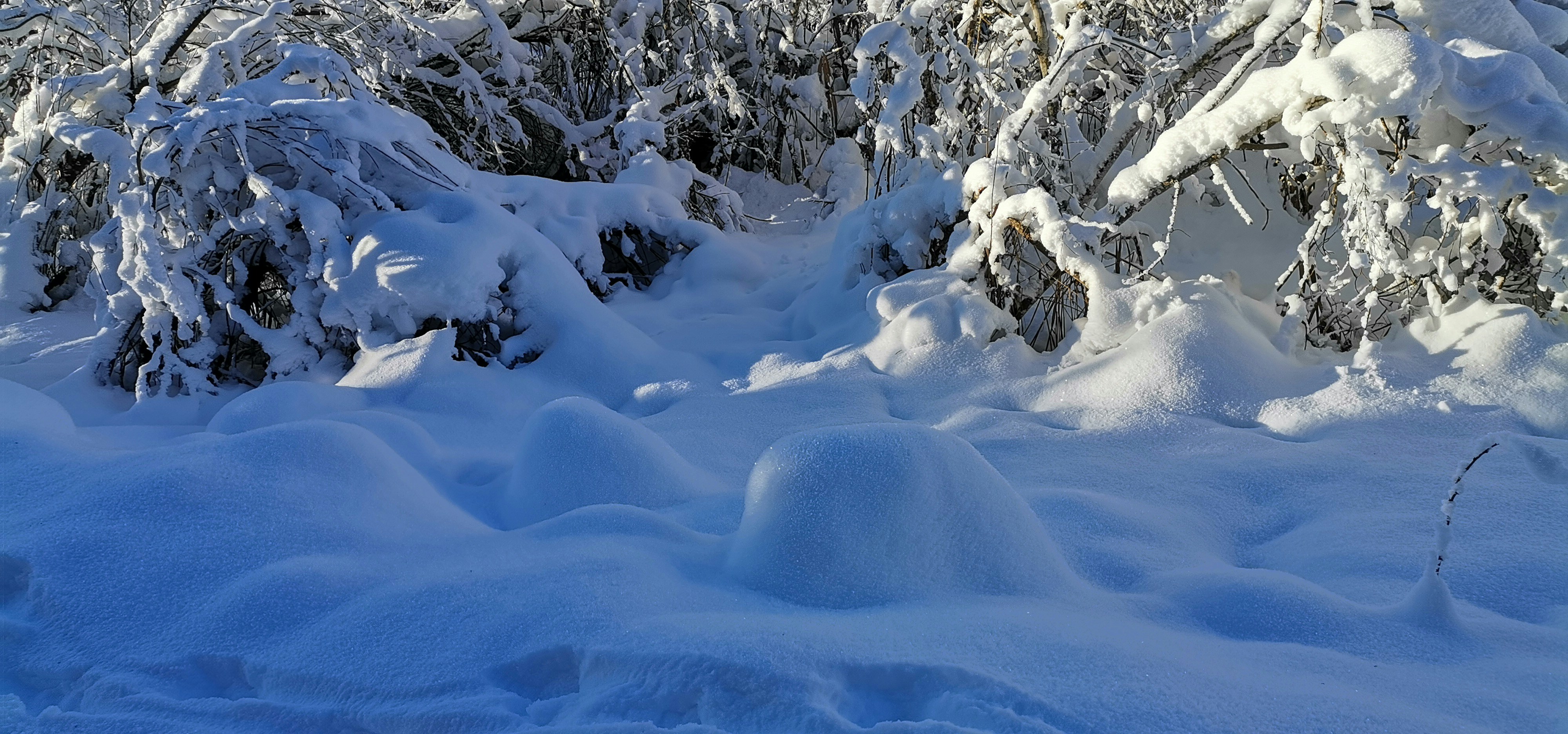 Snow-covered landscape with gentle mounds and frosted branches, depicting a serene winter scene. The soft light enhances the tranquil atmosphere.