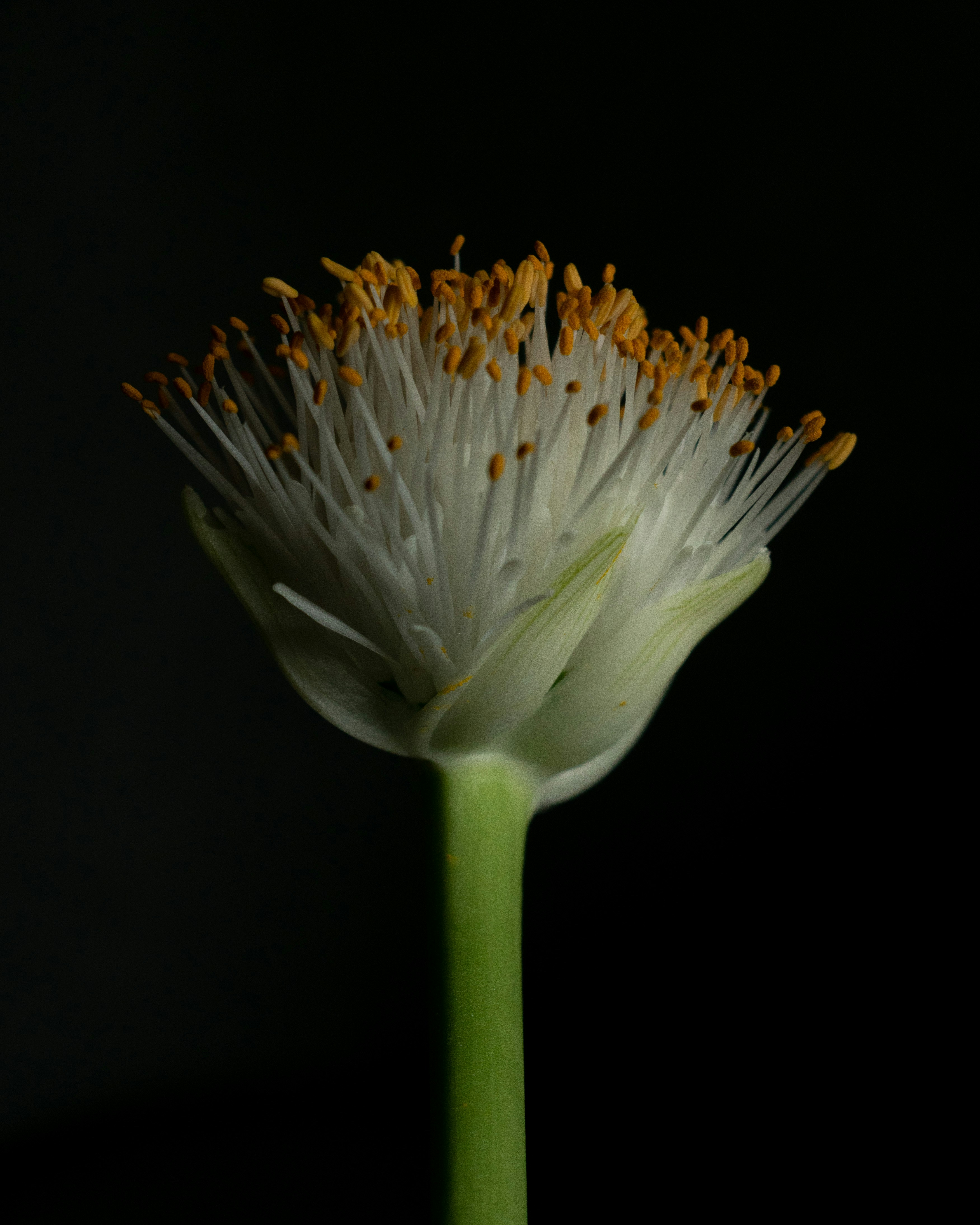 Delicate white flower with vibrant yellow stamen against a dark background, highlighting its intricate structure and natural beauty.