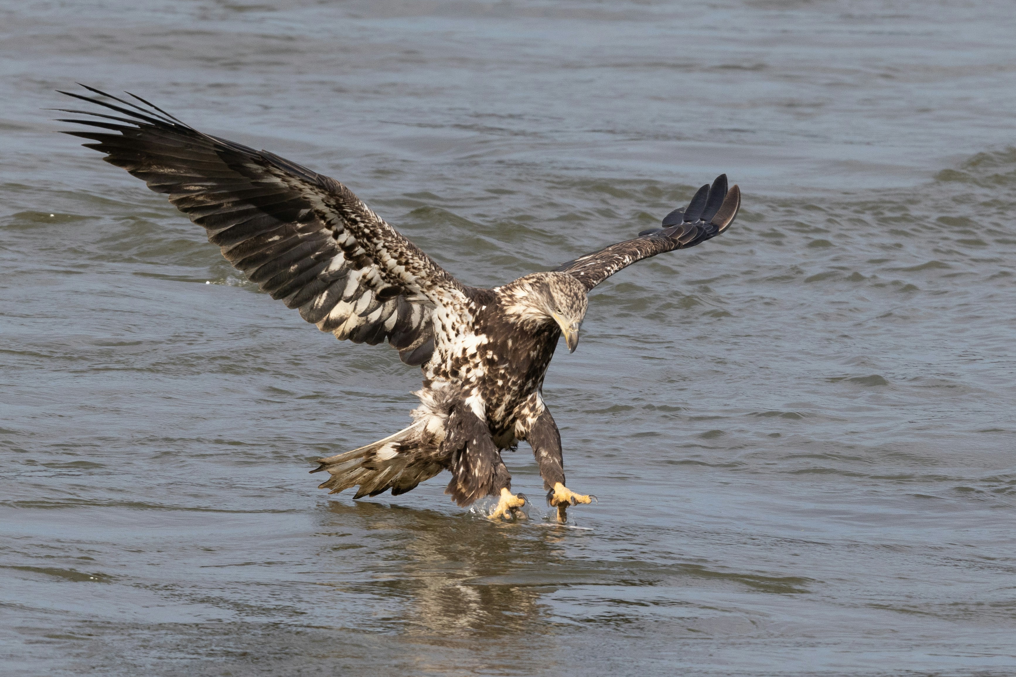 A large bird with a fish in it's talon photo – Free Bird Image on Unsplash