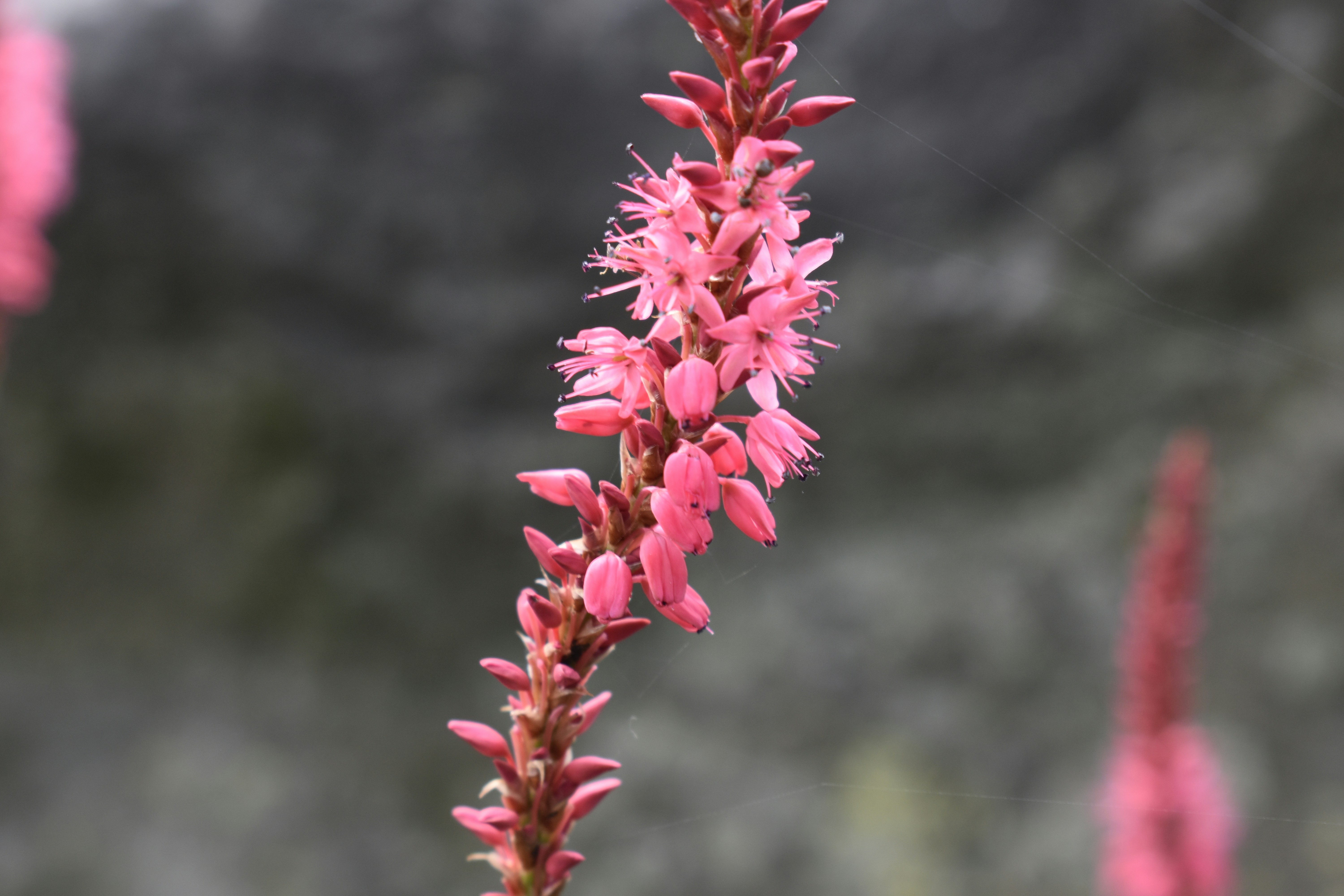 Pink Spire in Focus: A close-up of a solitary bloom against a muted backdrop