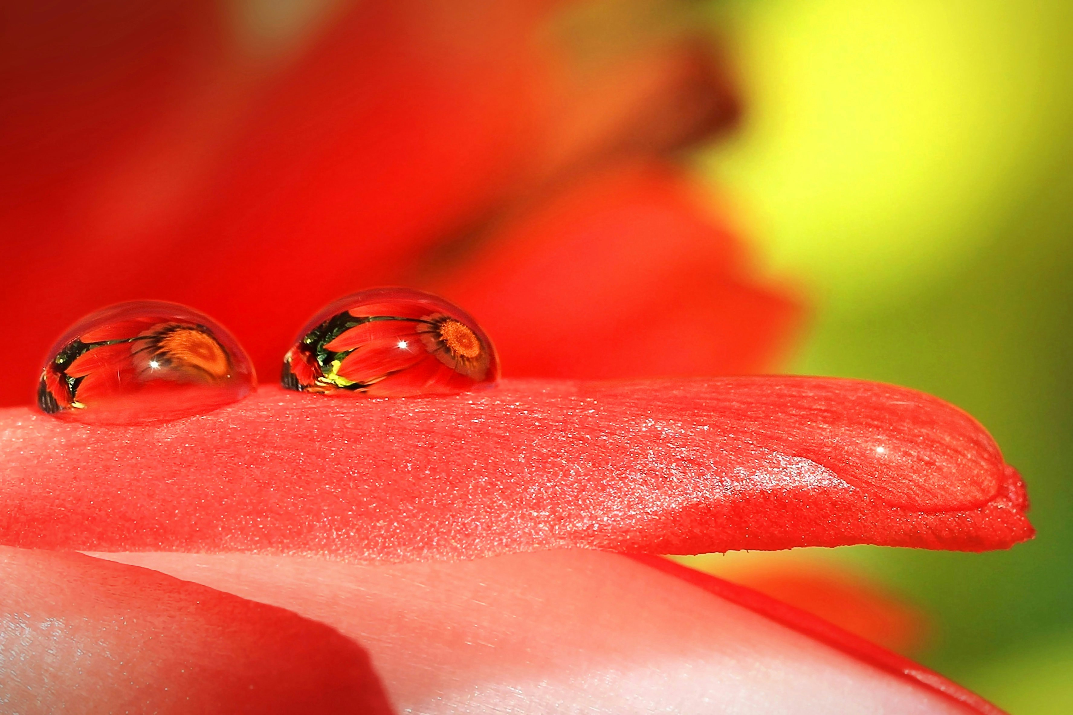 Raindrops on a flower petal refract vibrant floral colors against a blurred background.