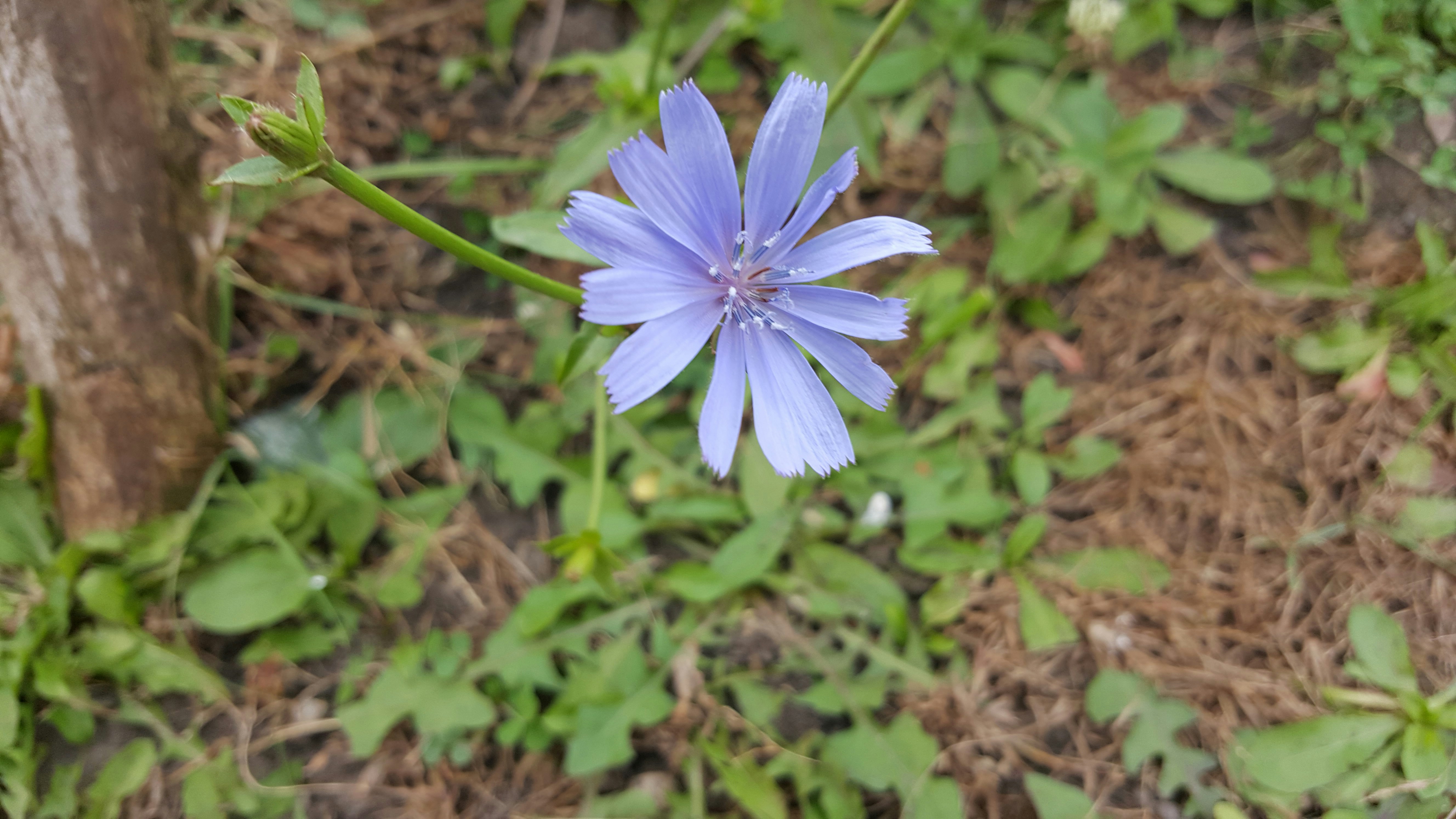 Une fleur bleue pousse dans l’herbe photo – Photo Plante Gratuite sur ...