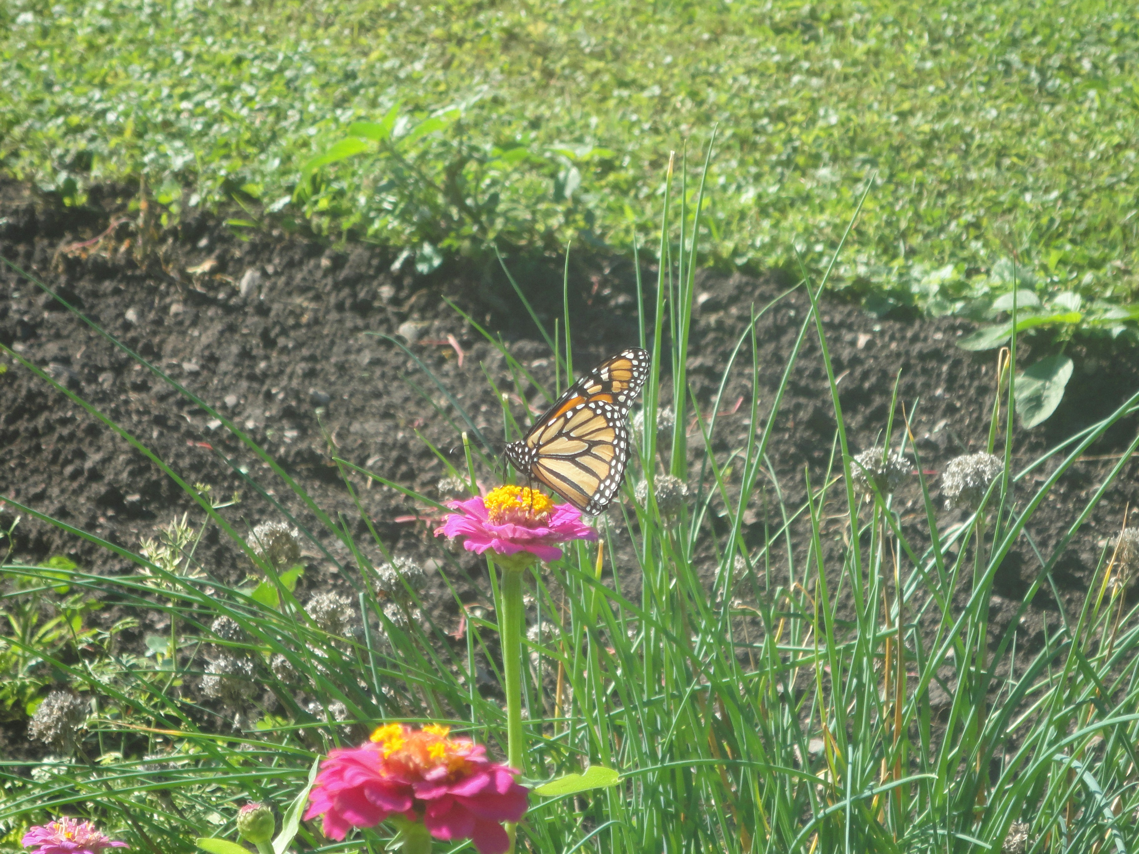 Monarch butterfly perched on a vibrant pink zinnia in a lush garden.