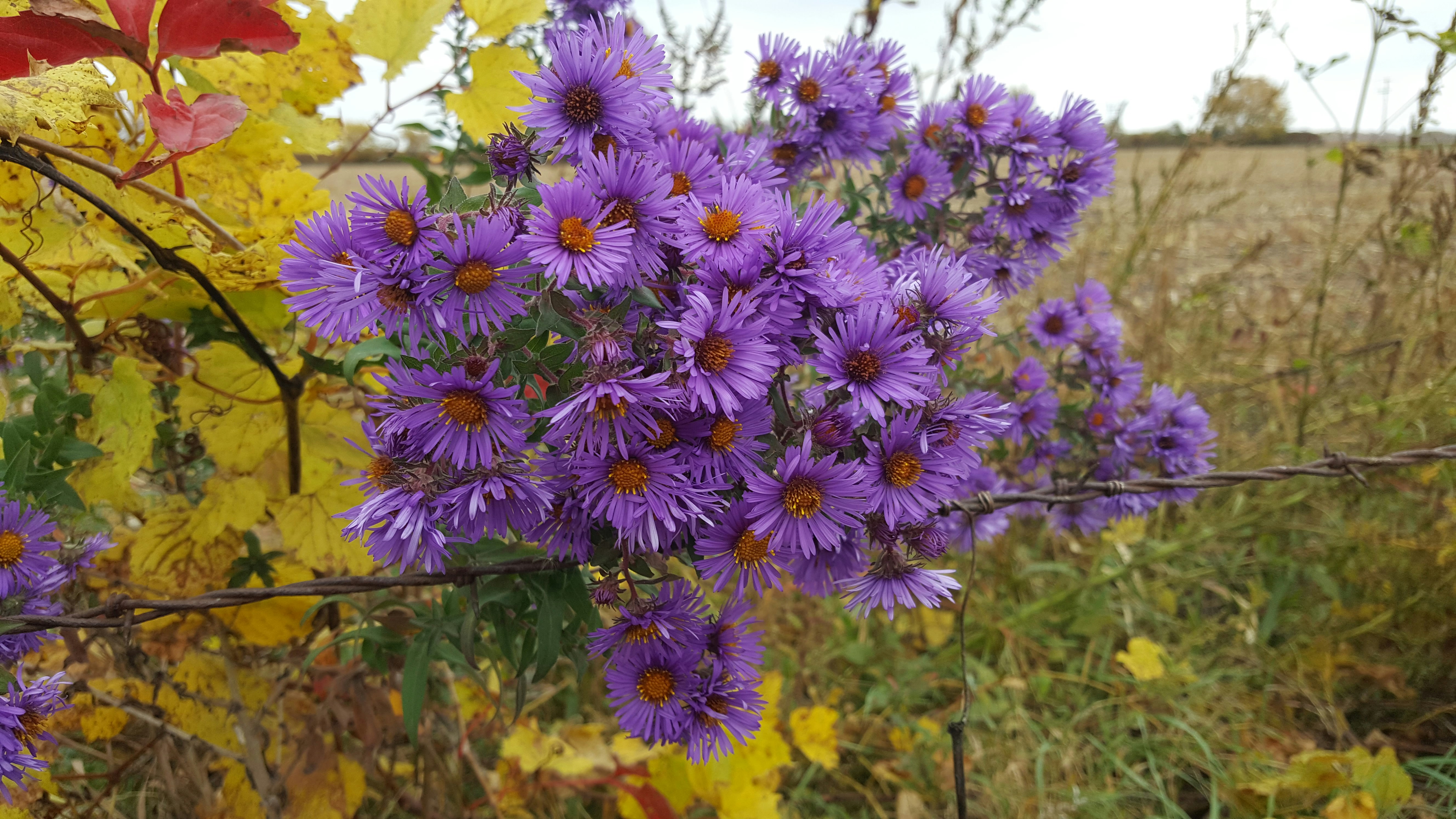 무성한 녹색 들판 위에 앉아있는 보라색 꽃 한 무리 사진 – Unsplash의 무료 꽃 이미지