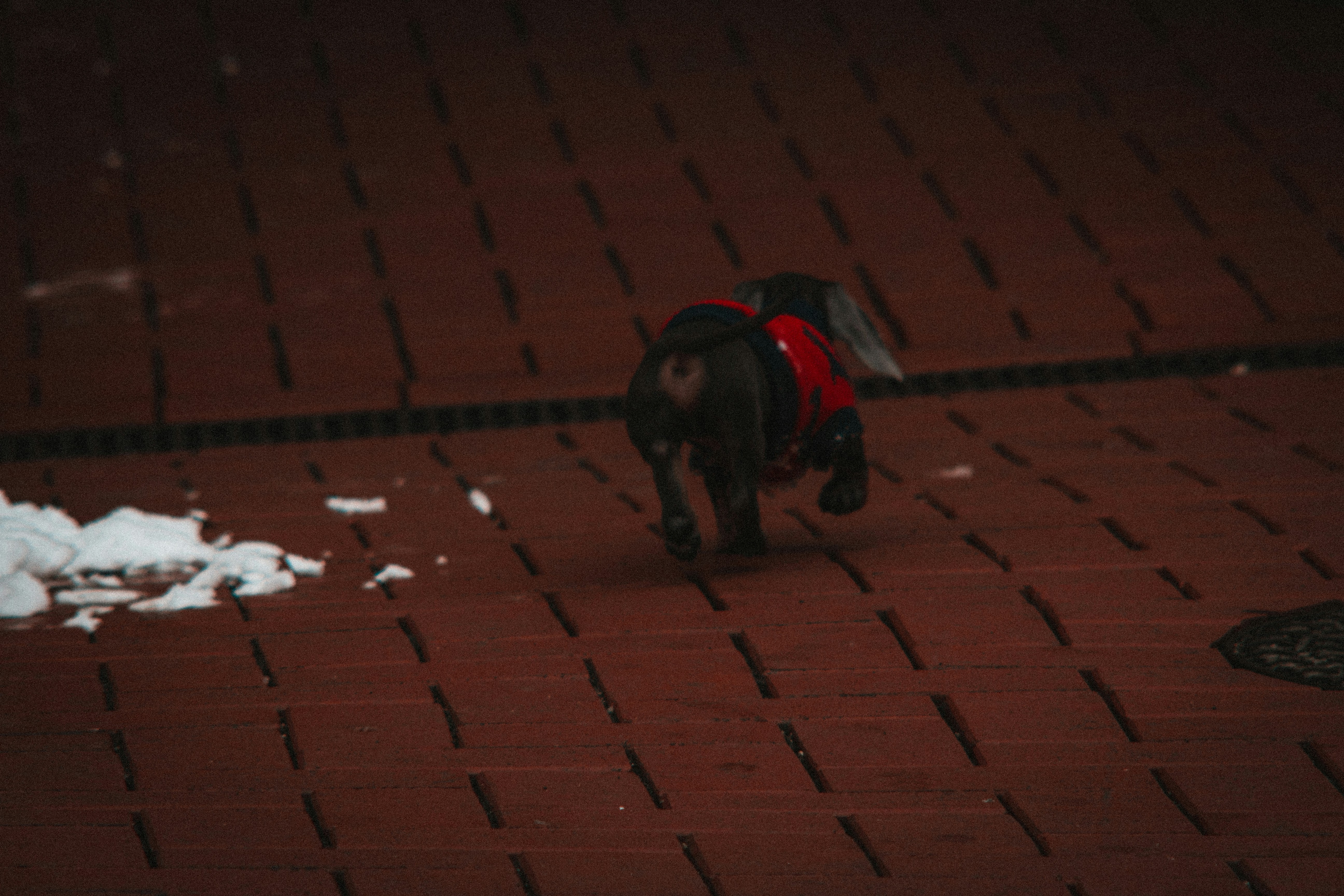 a small black dog wearing a red vest