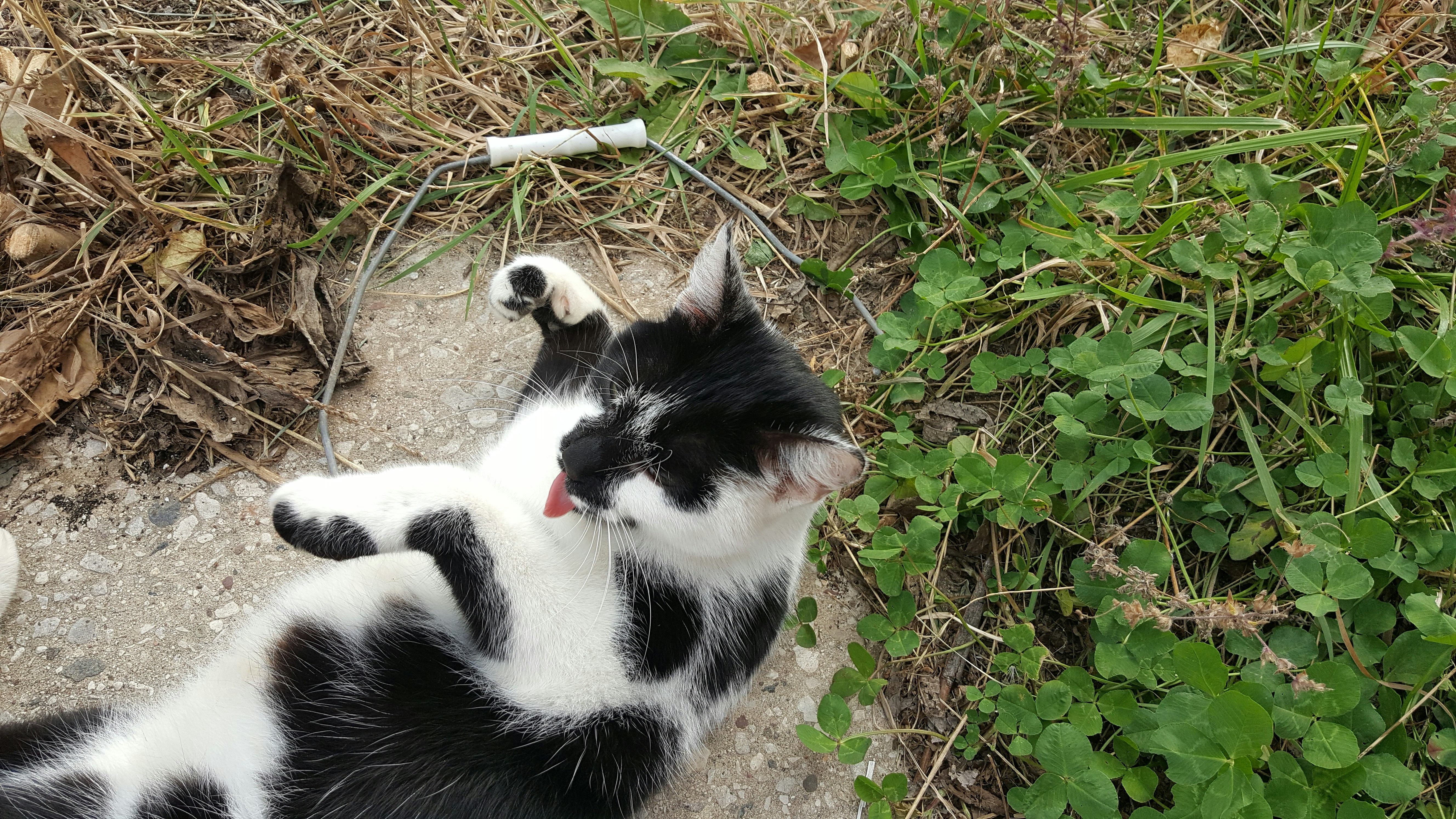 A playful black and white cat lounging on a gravel surface, surrounded by patches of clover and grass.