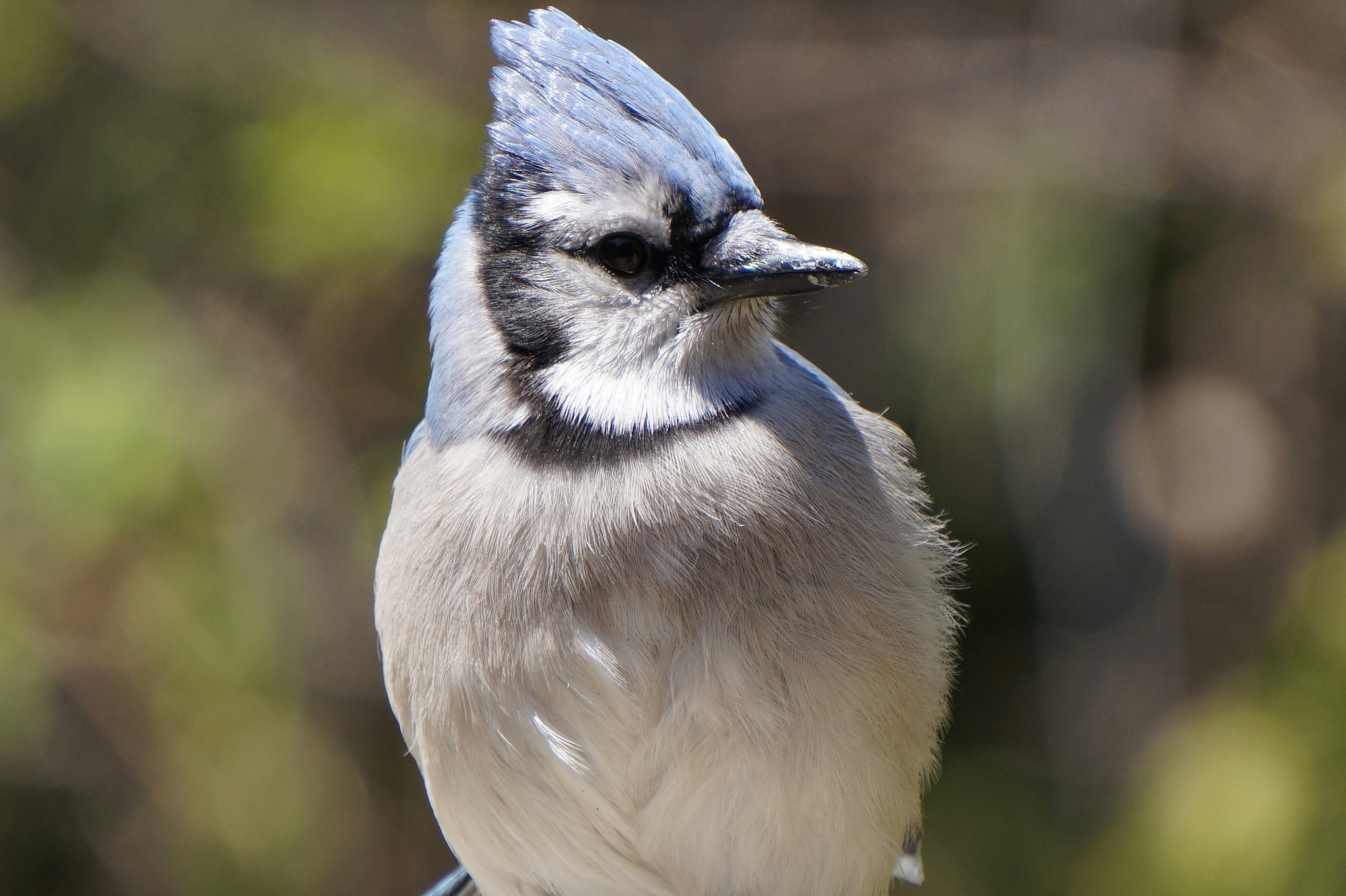A close-up of a blue jay, showcasing its striking blue and gray plumage against a blurred natural background.