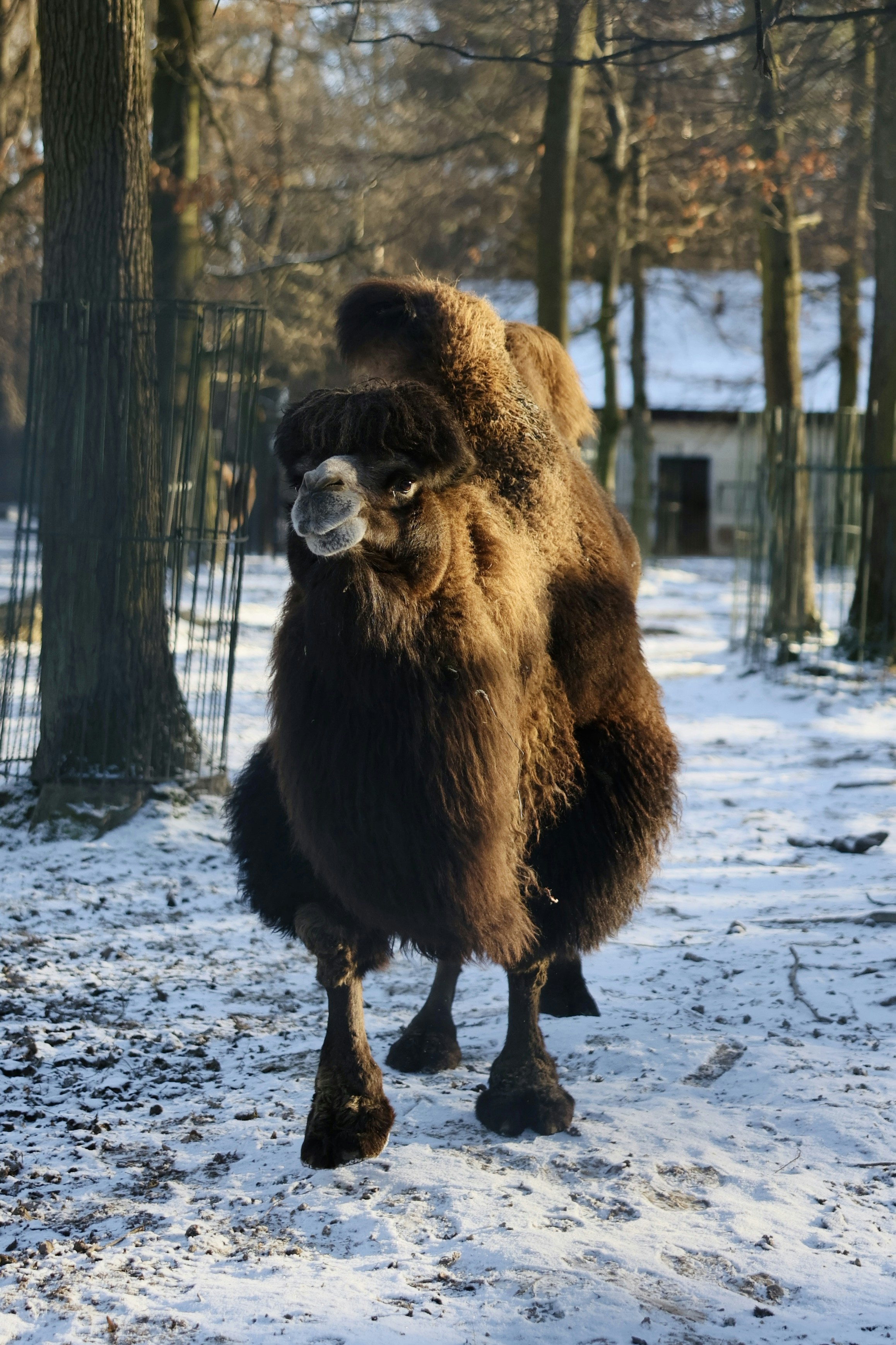 A large furry animal walking across a snow covered field photo – Free ...
