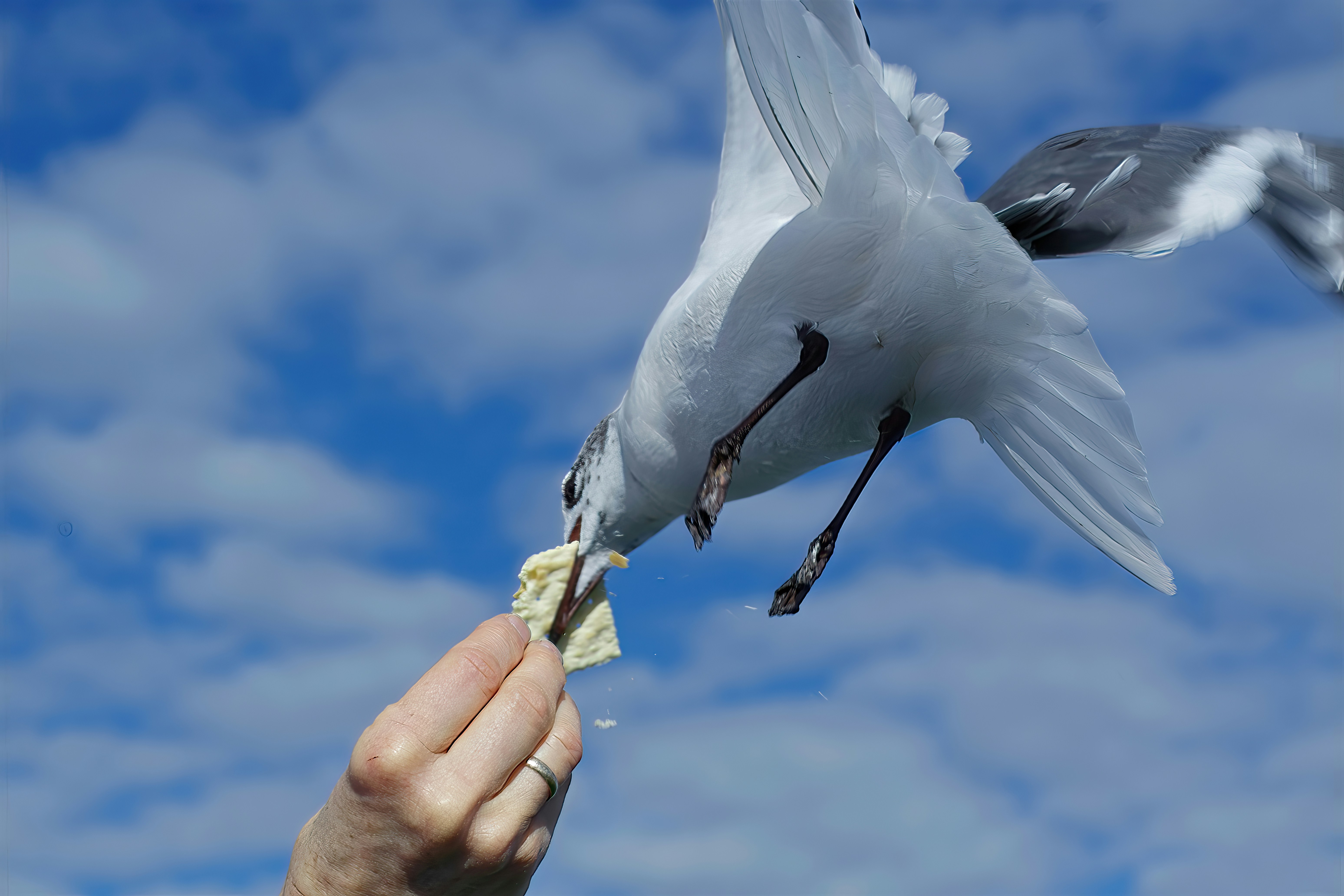 A photograph of a hand offering a cracker to a seagull midflight against a bright blue sky.