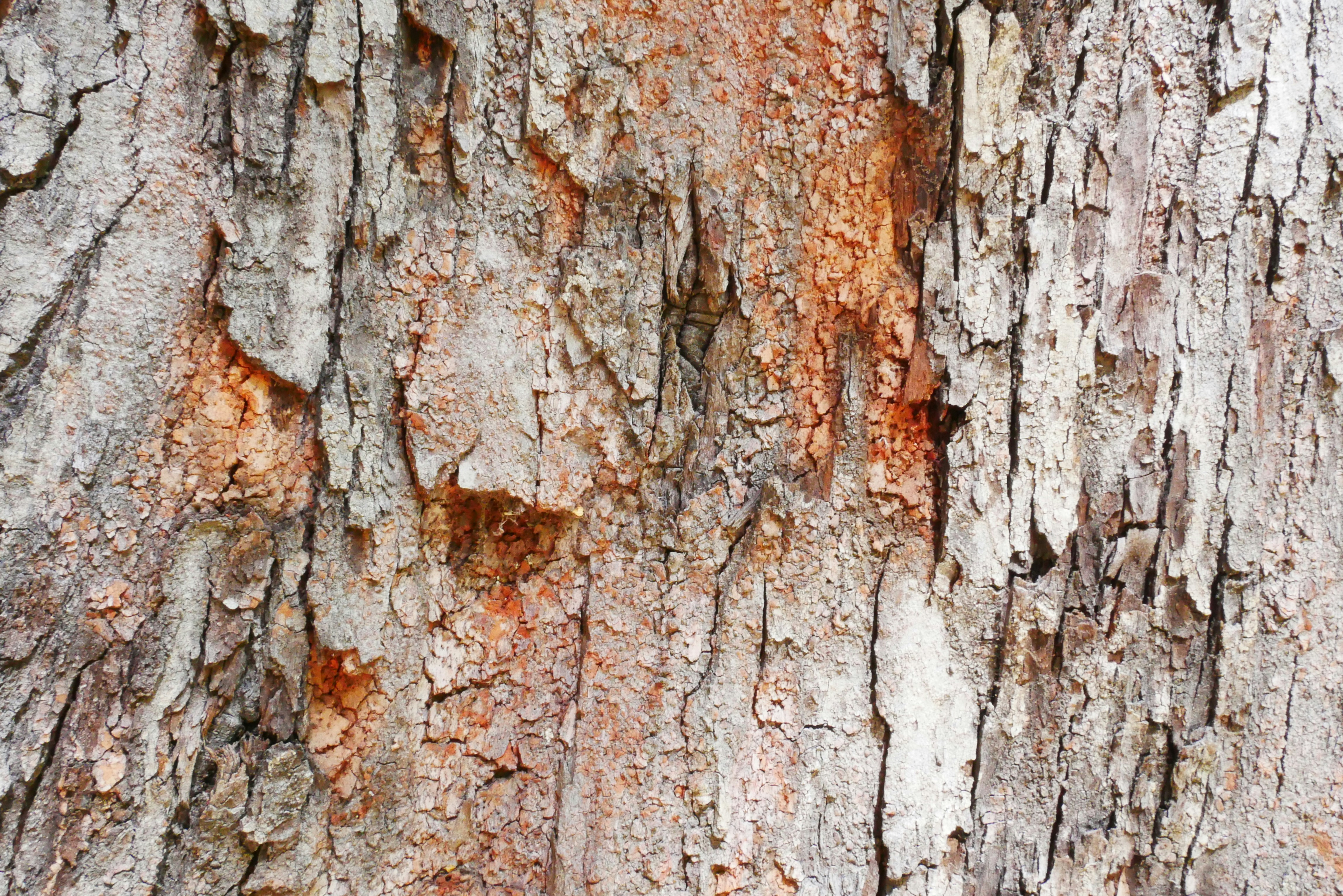 Un primer plano del tronco de un árbol con pintura descascarada foto ...