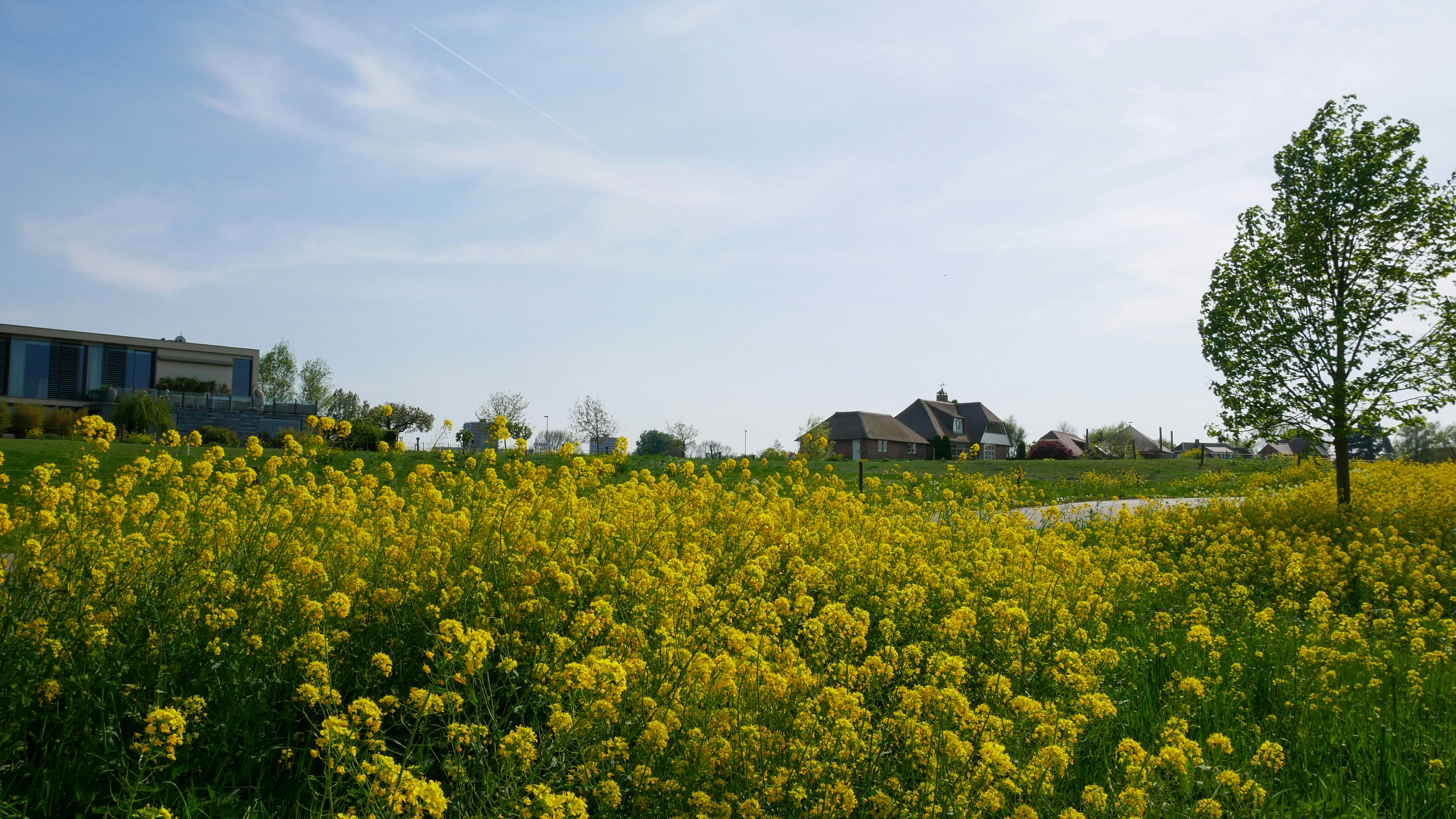 Golden Canola Field Meets a Quiet Suburban Horizon