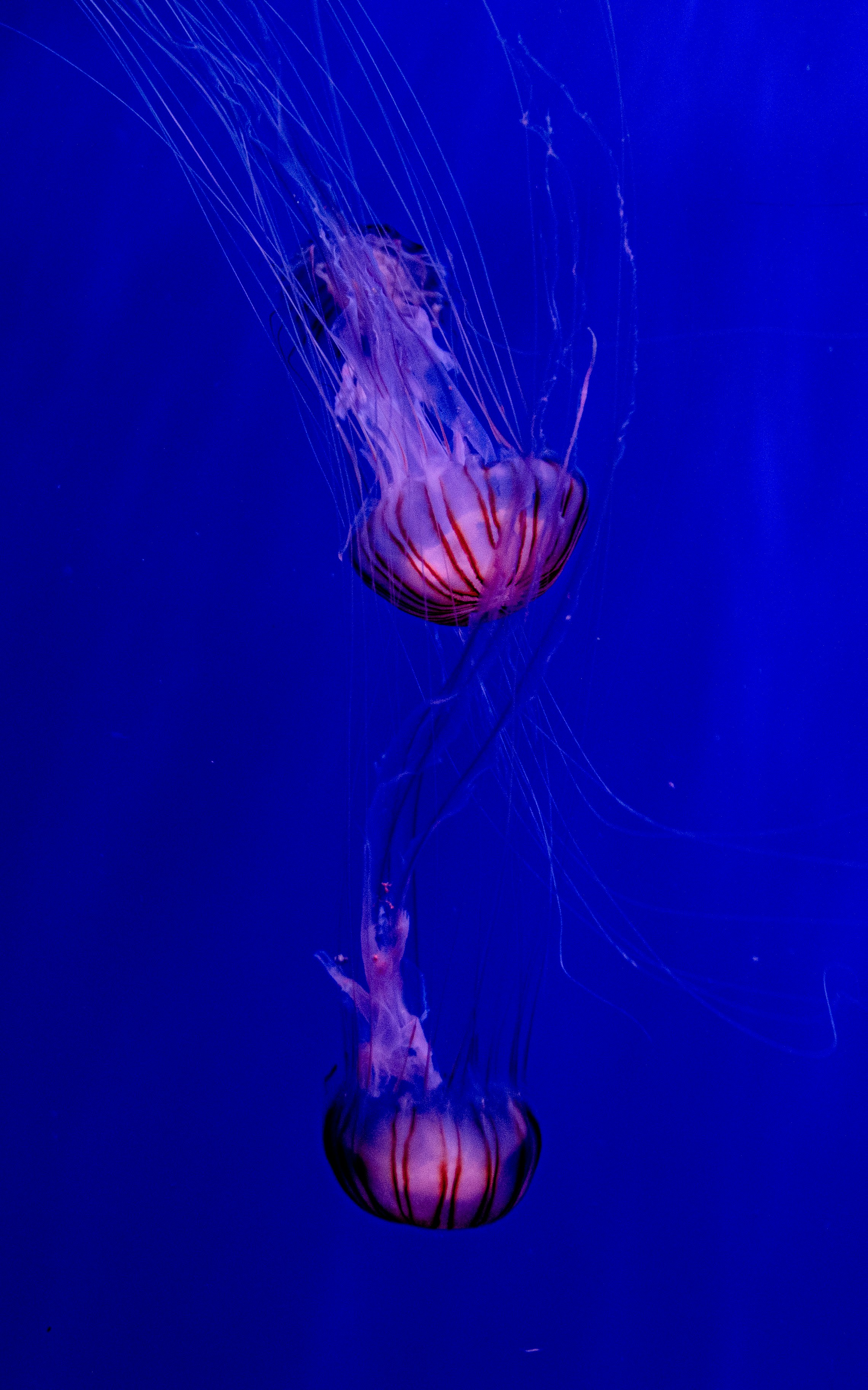 a couple of jellyfish swimming in a blue water