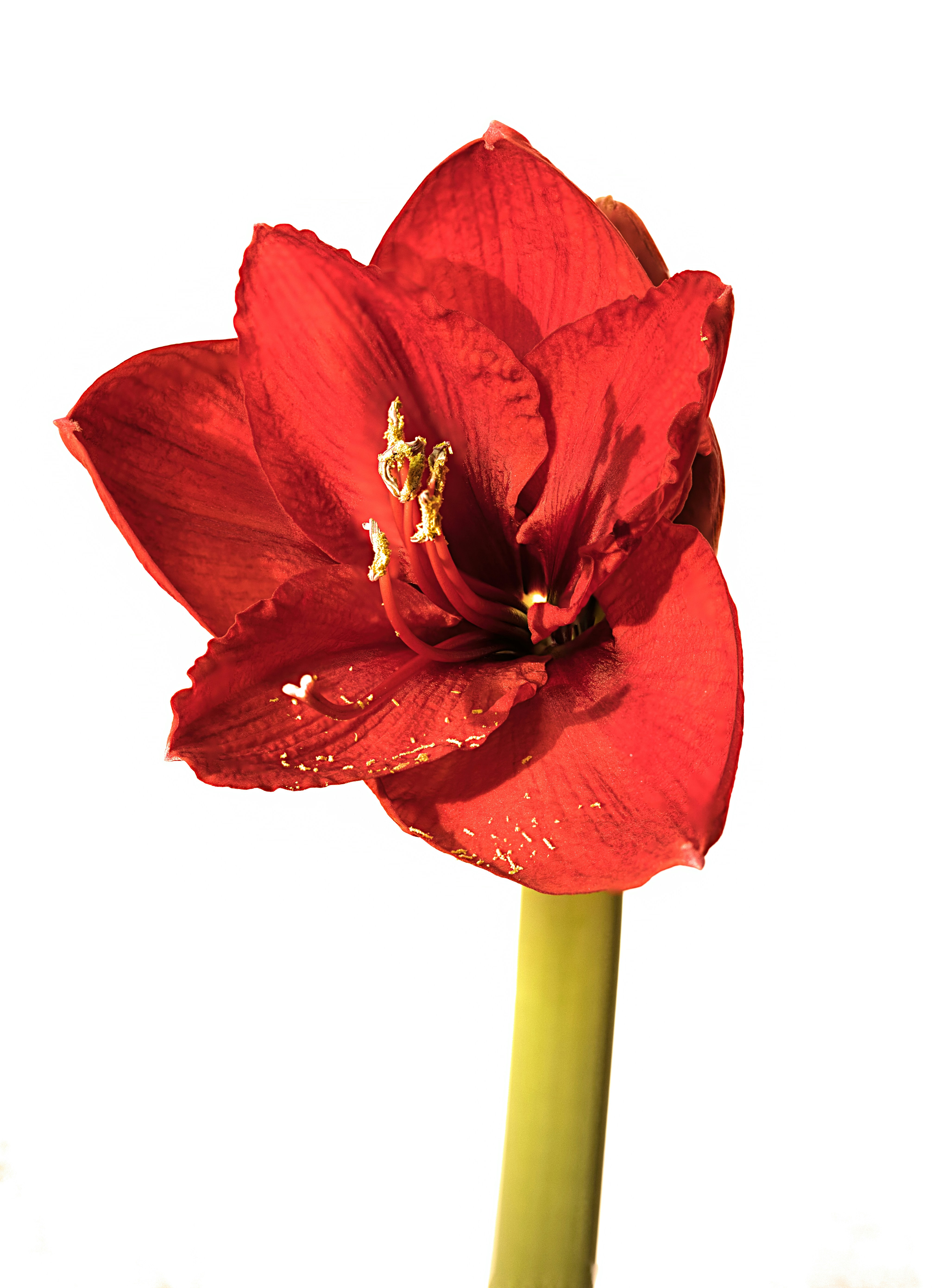 A single red flower with water droplets on it photo – Free Amaryllis ...