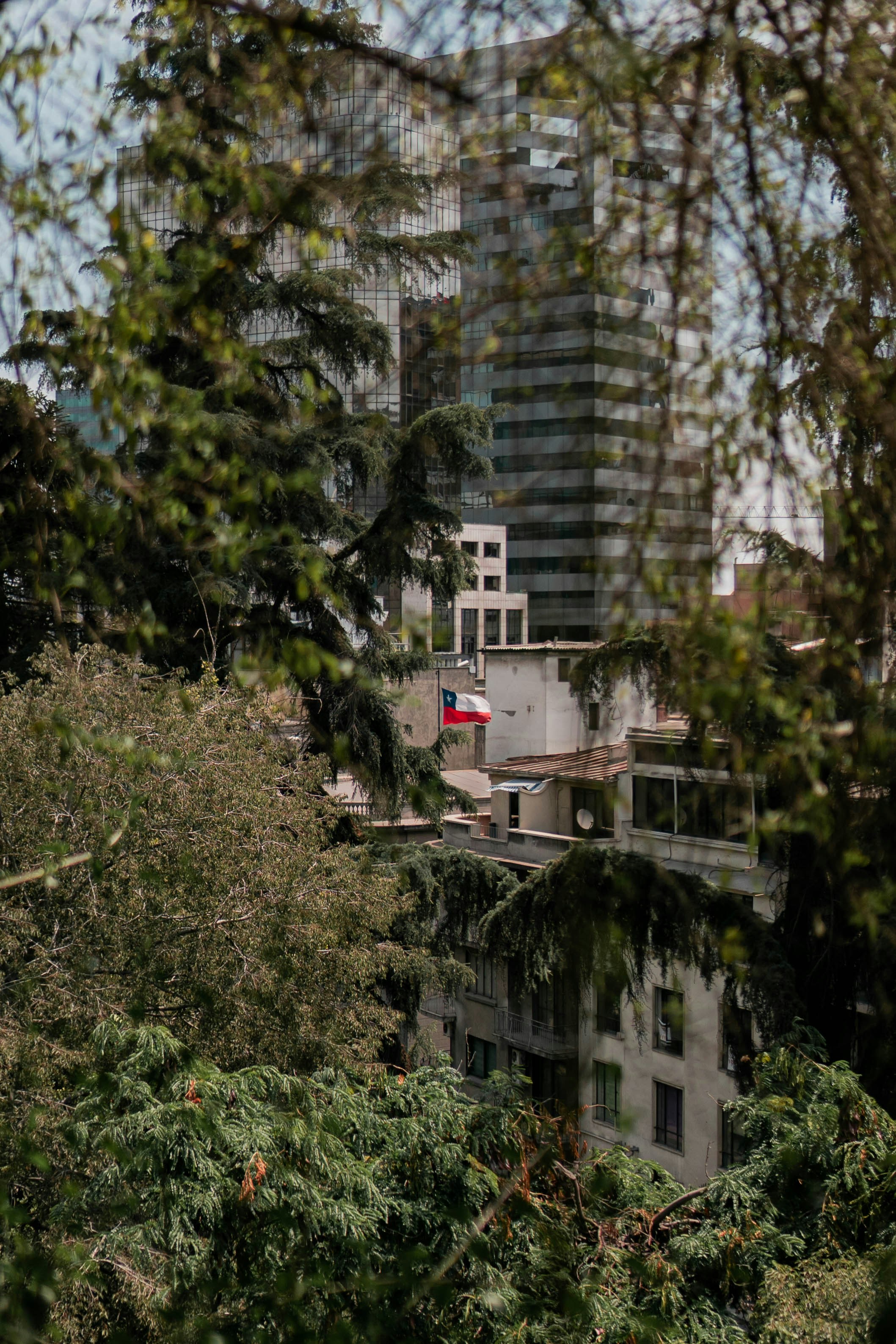 Between Foliage and Facades: A Cityscape Framed by Branches