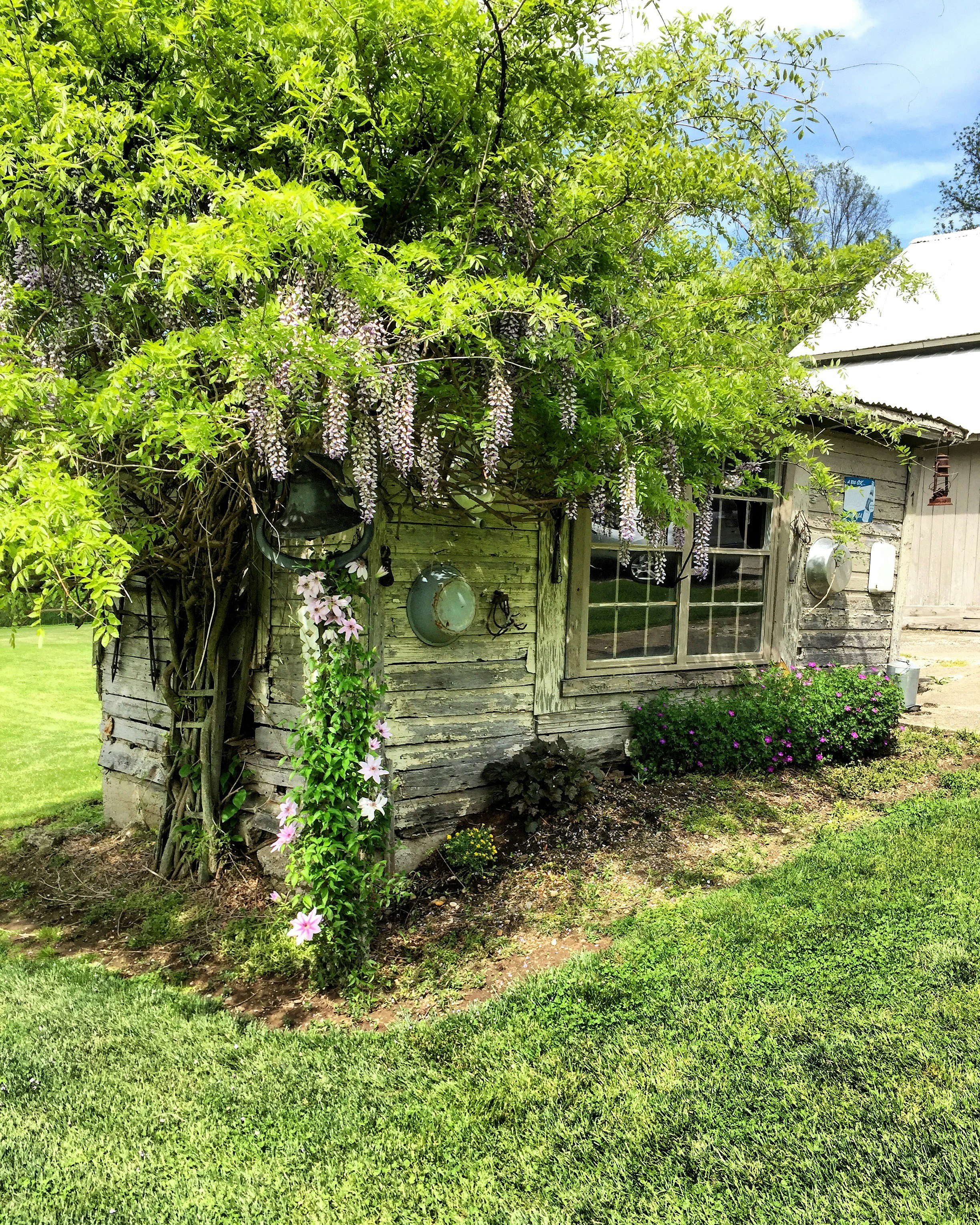 Lilac Cascades Over a Weathered Shed: A Quiet Corner of Spring