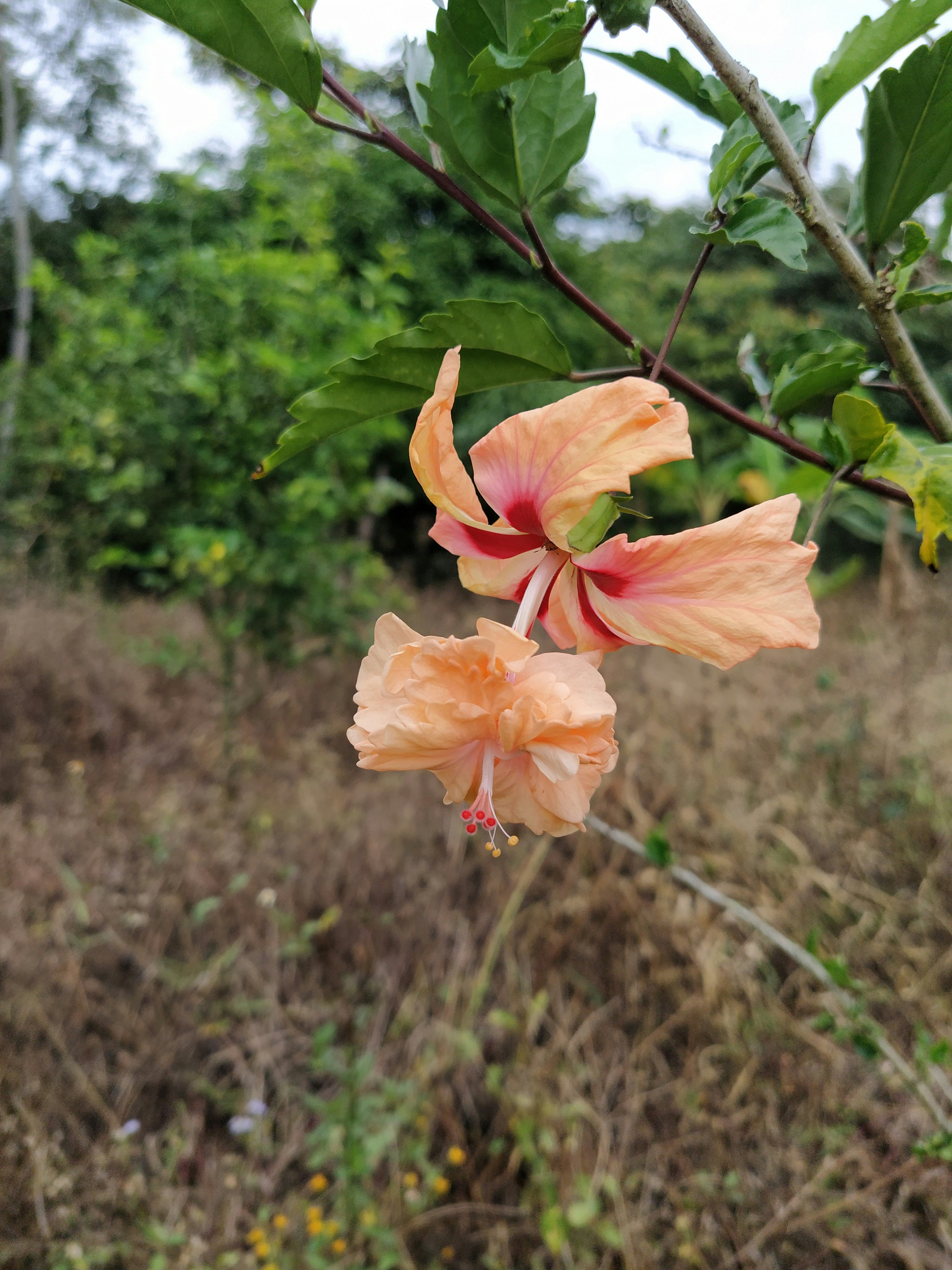 a flower that is growing on a tree