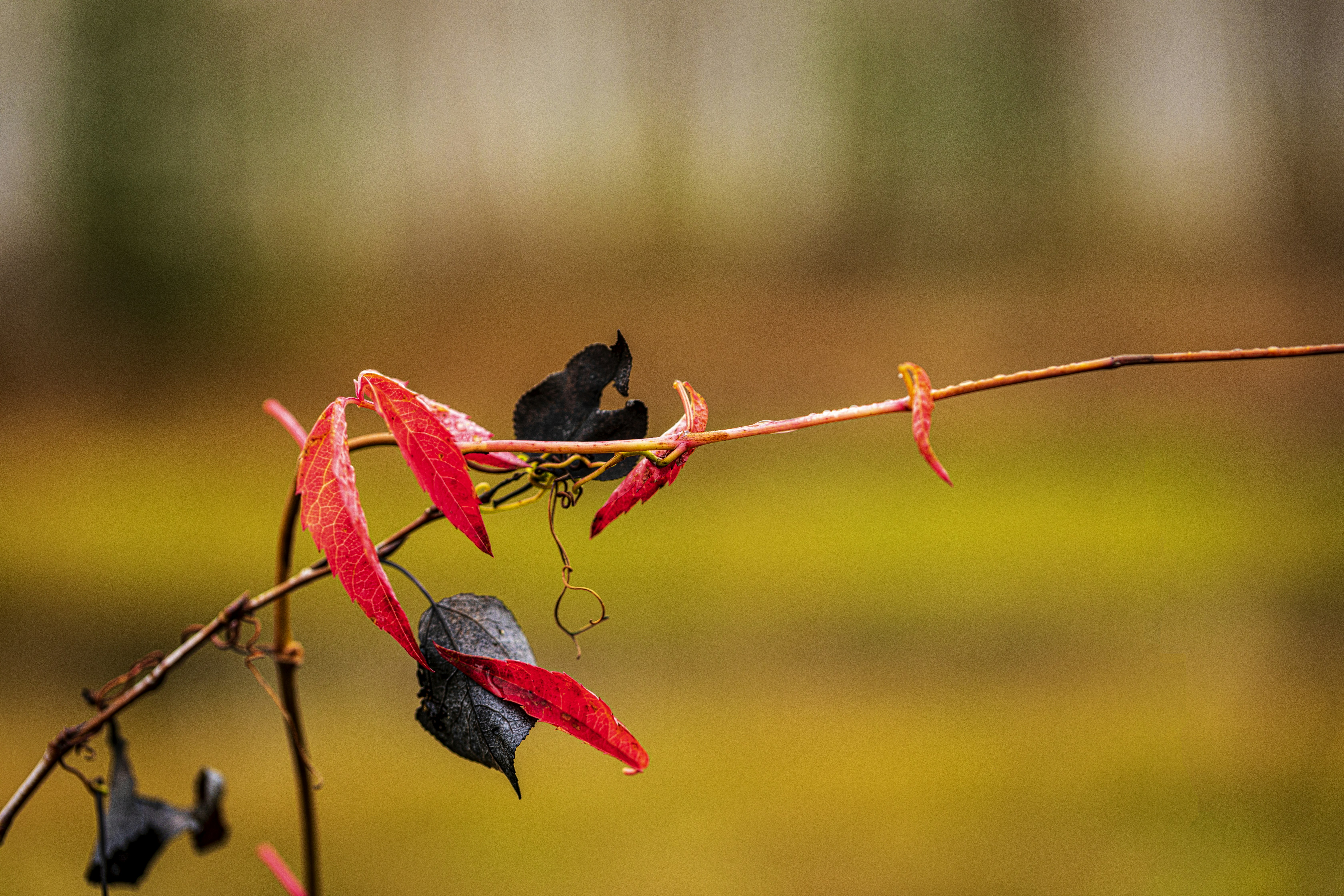 Crimson Tendrils on a Twig Against a Golden Blur