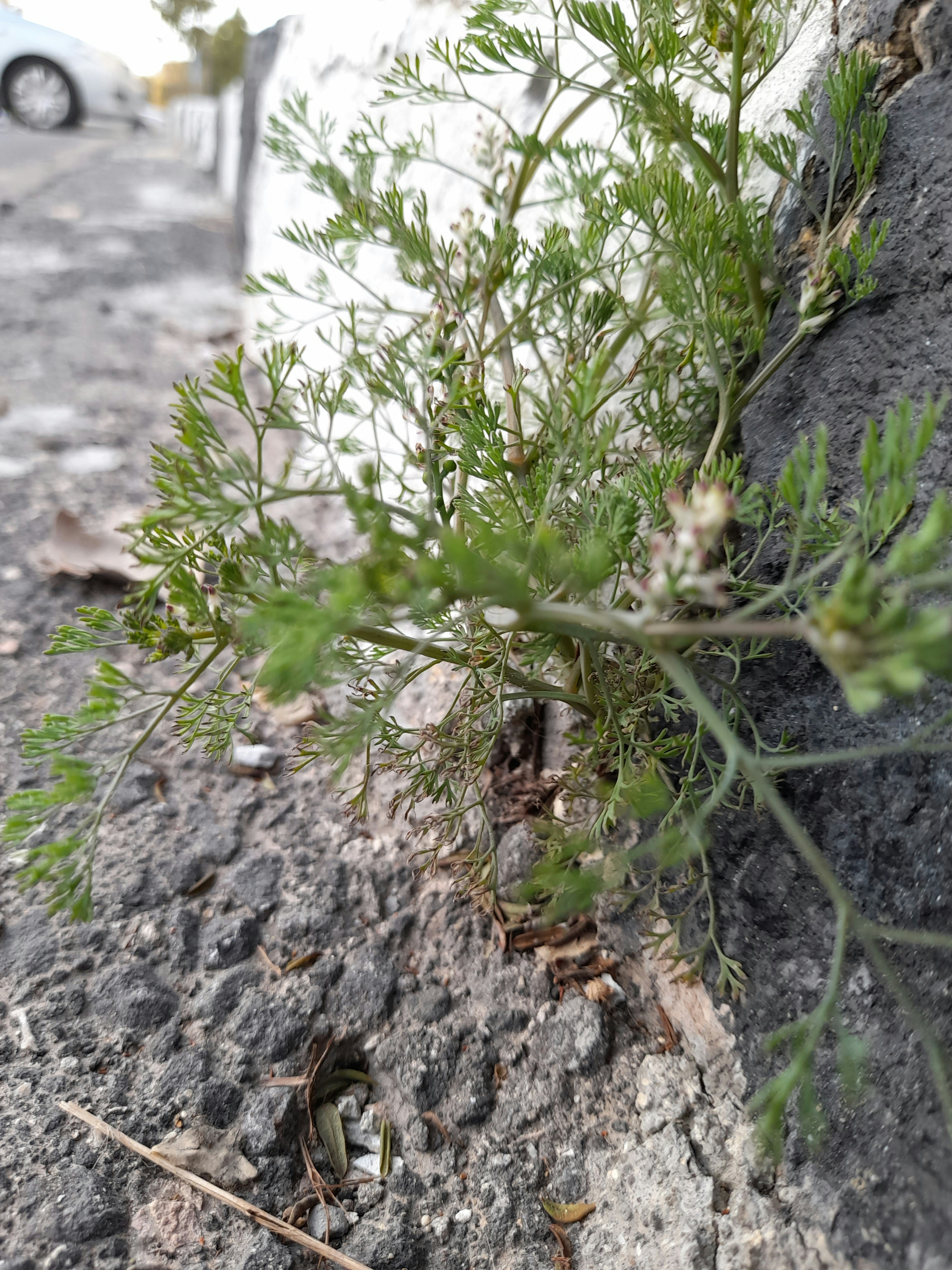 A resilient green plant growing through cracked pavement, showcasing nature's tenacity in an urban setting.