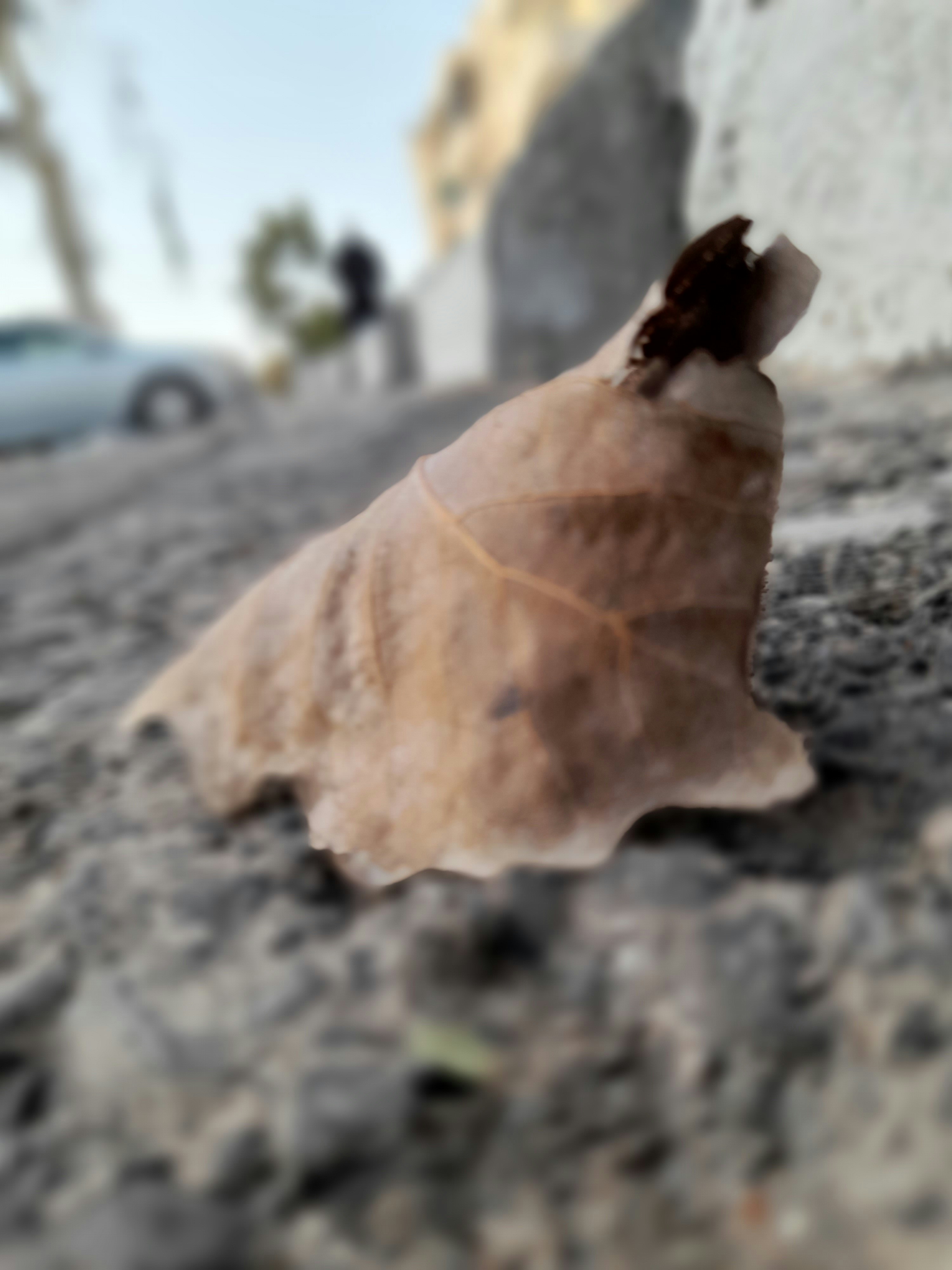 A close-up of a curled leaf resting on a textured surface, capturing the essence of nature's transition. The background subtly hints at an urban environment.