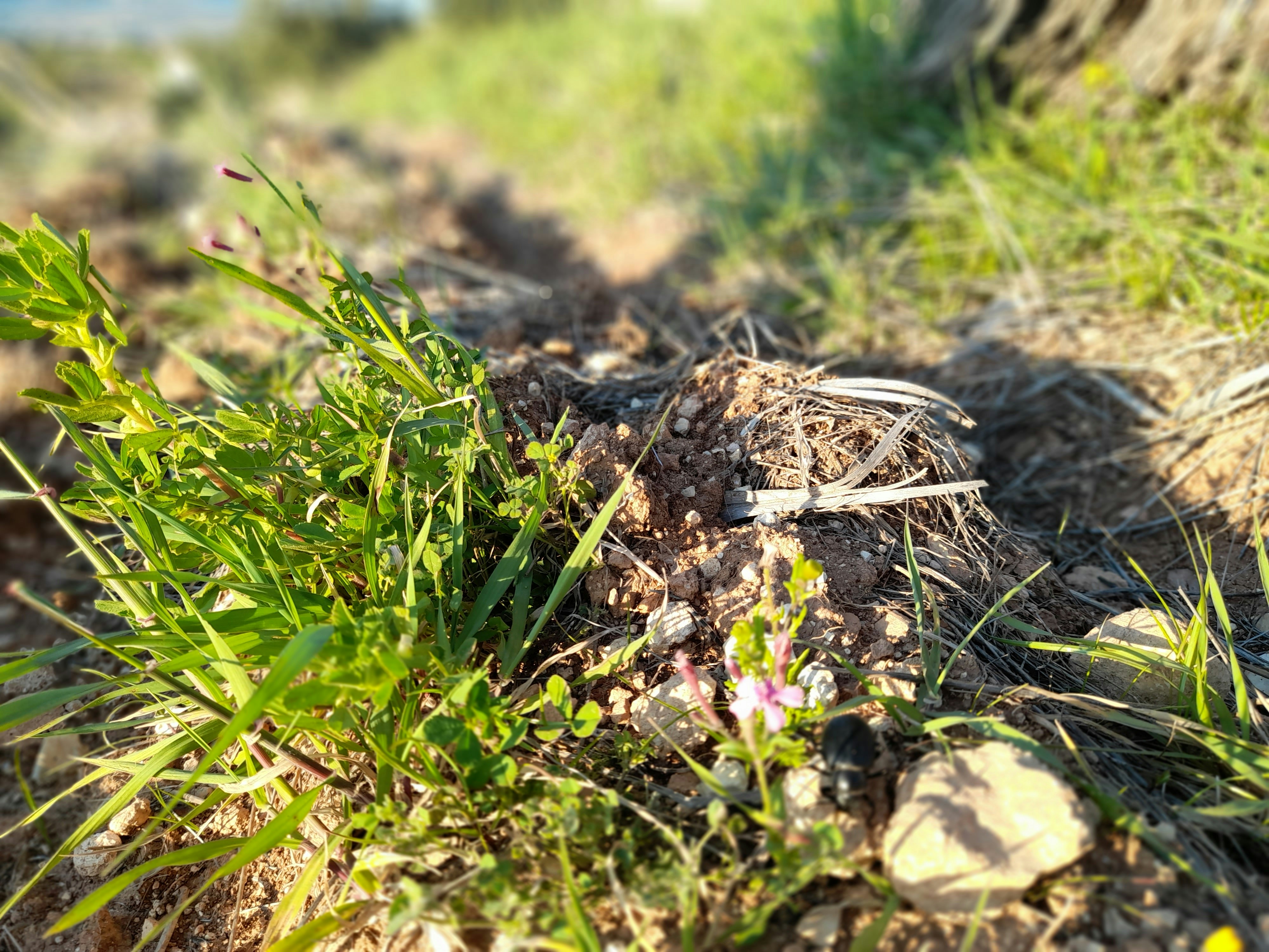 Emergence on Parched Soil: A Tiny Green Oasis in Morning Light