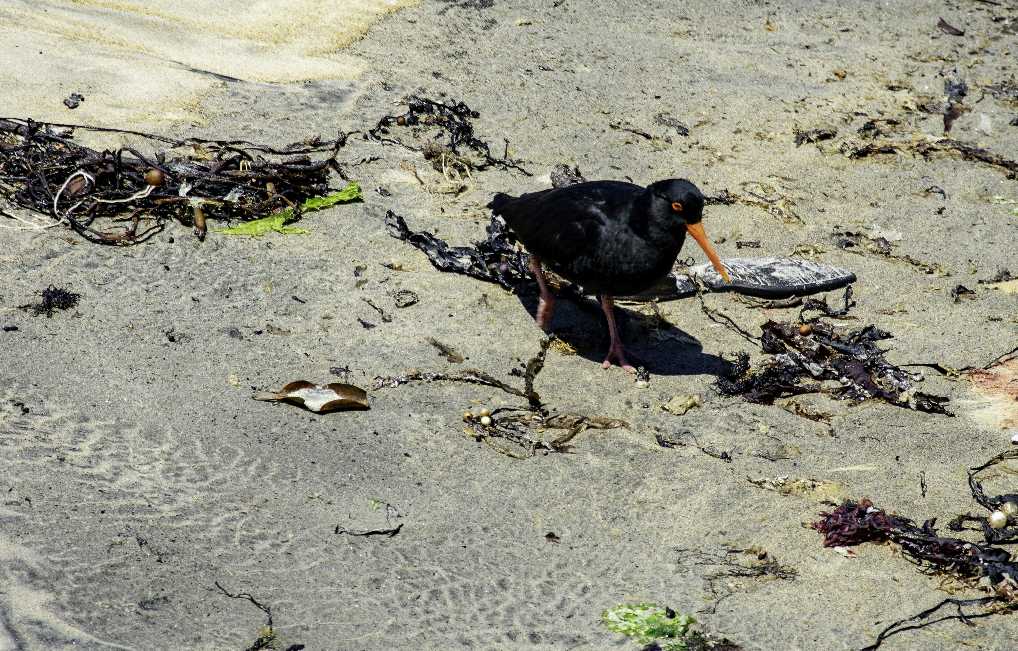 Beached Sentinel: Black Oystercatcher Scout on Tidal Debris
