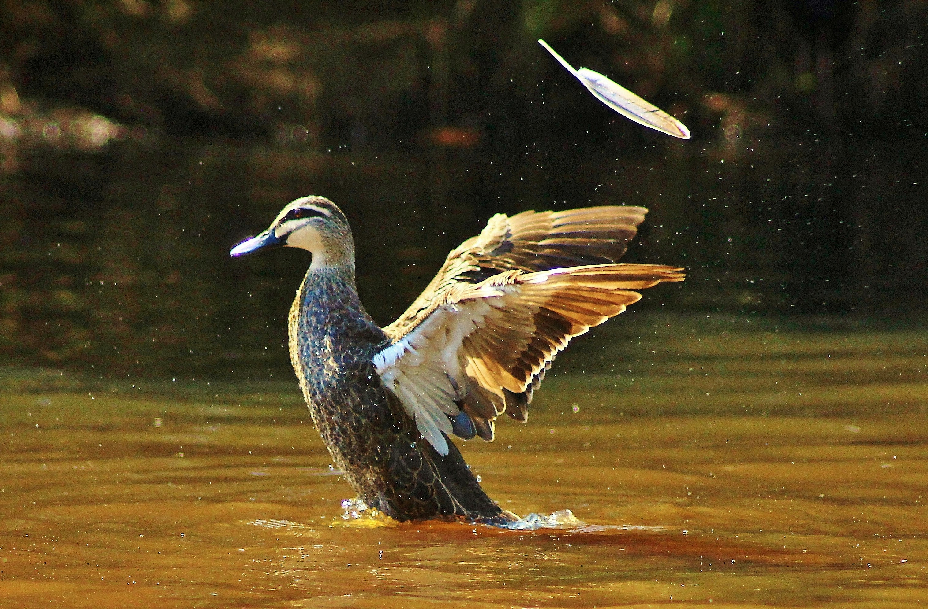 A duck flaps its wings while standing in shallow water, sending droplets flying. The serene environment enhances the moment's tranquility.