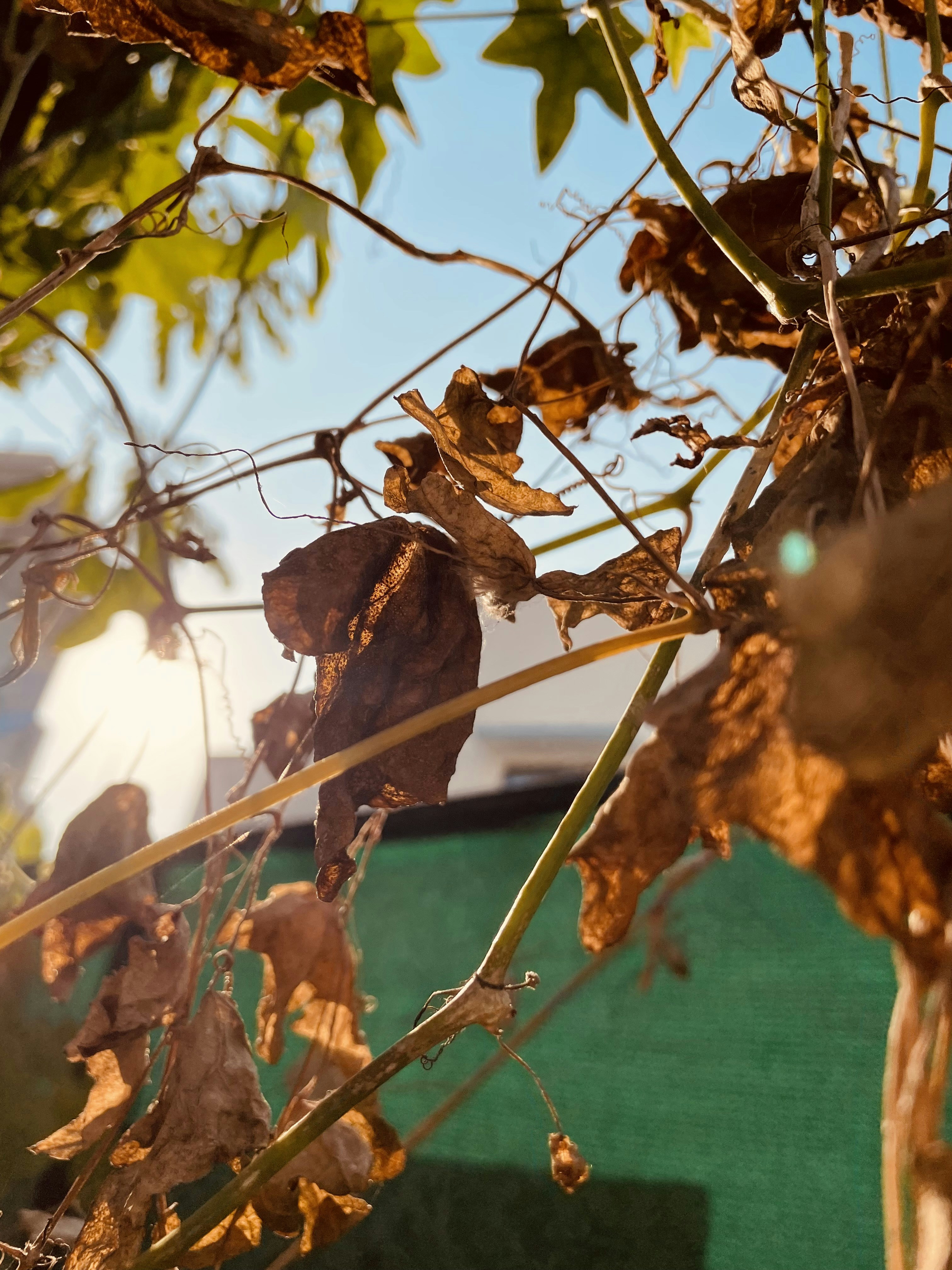Close-up of brown, withered leaves tangled on thin vines against a bright sky and a distant green wall, emphasizing warm backlight and shallow depth of field.