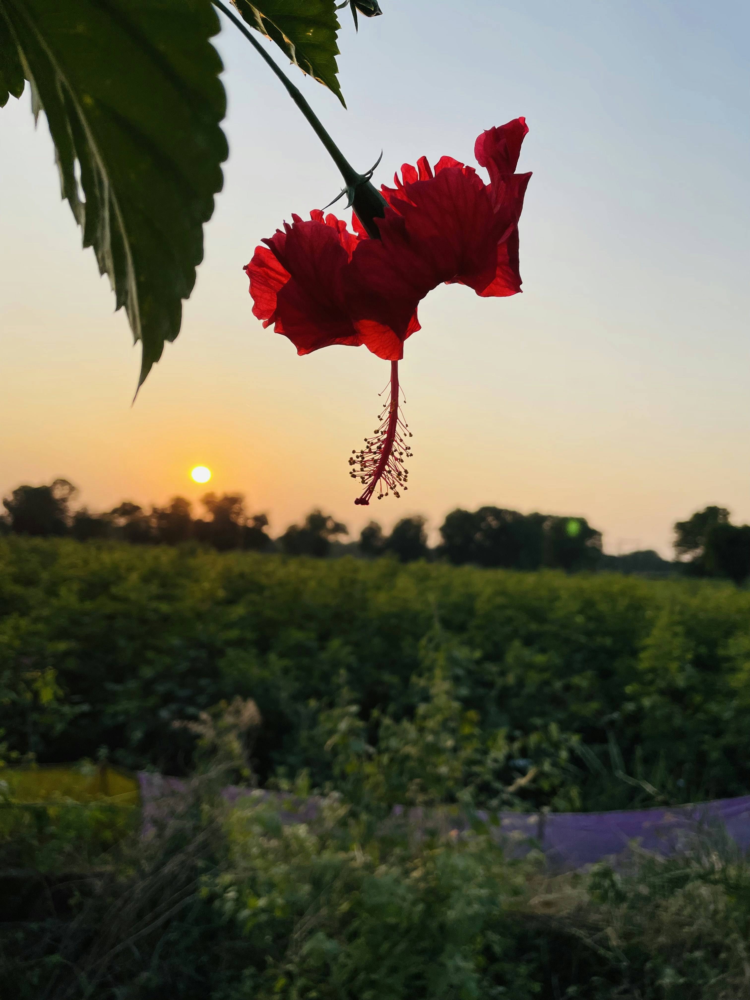 Una flor roja colgando de un árbol en un campo foto – Imagen de Chhota ...