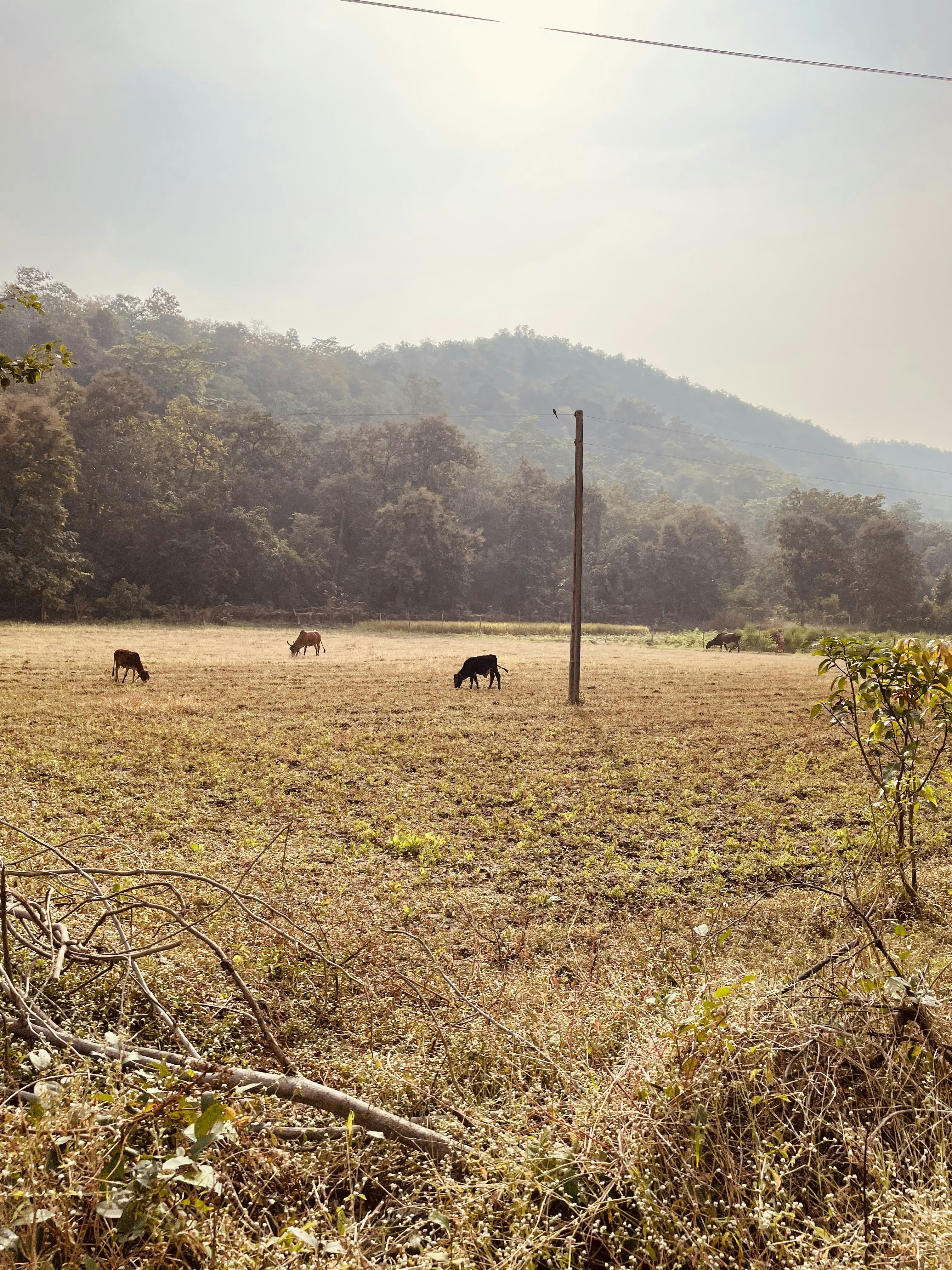 Herd at the Field’s Quiet Edge: A Lone Pole Framing Grazing Cows