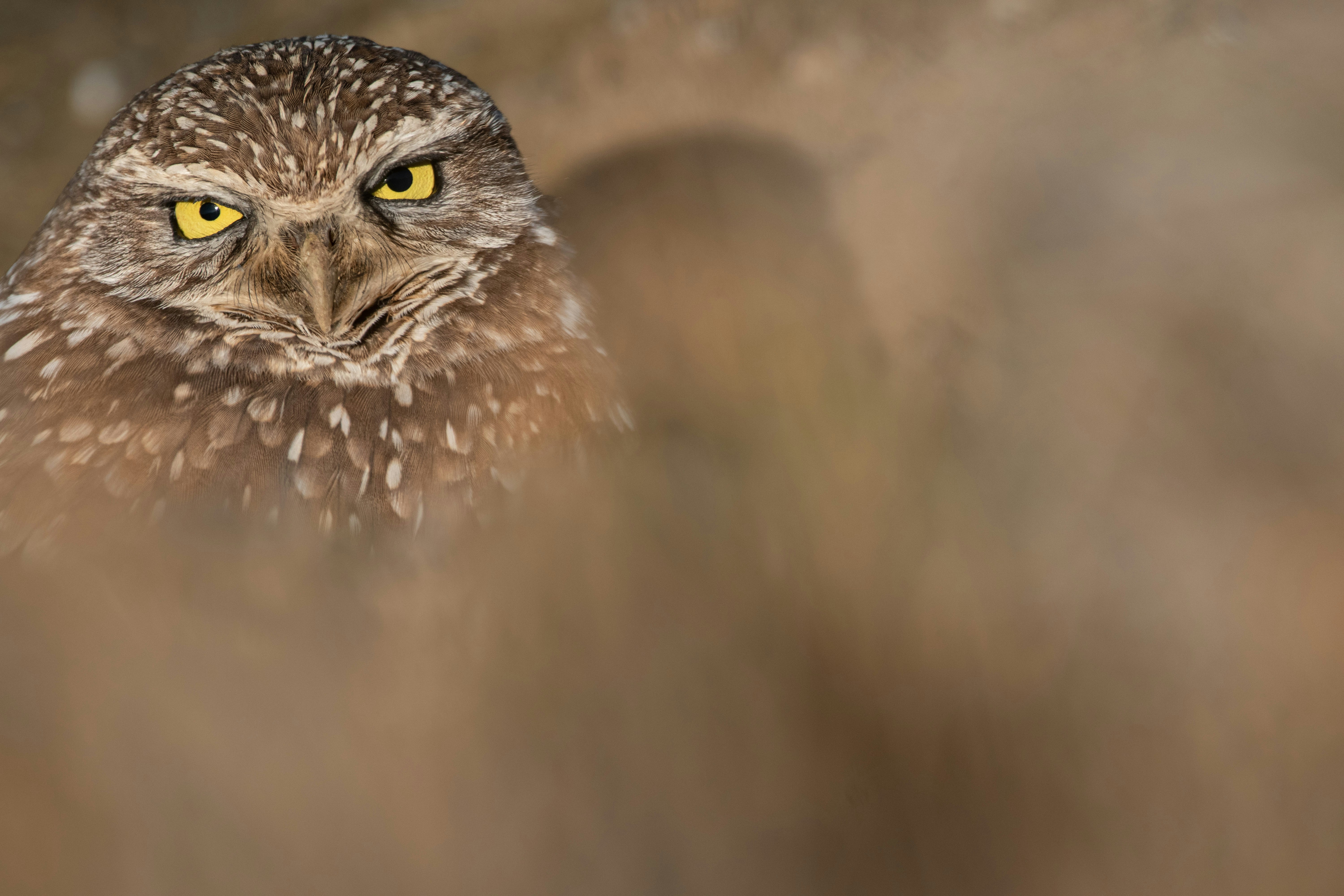 Burrowing owl peering through blurred grasses with intense yellow eyes.