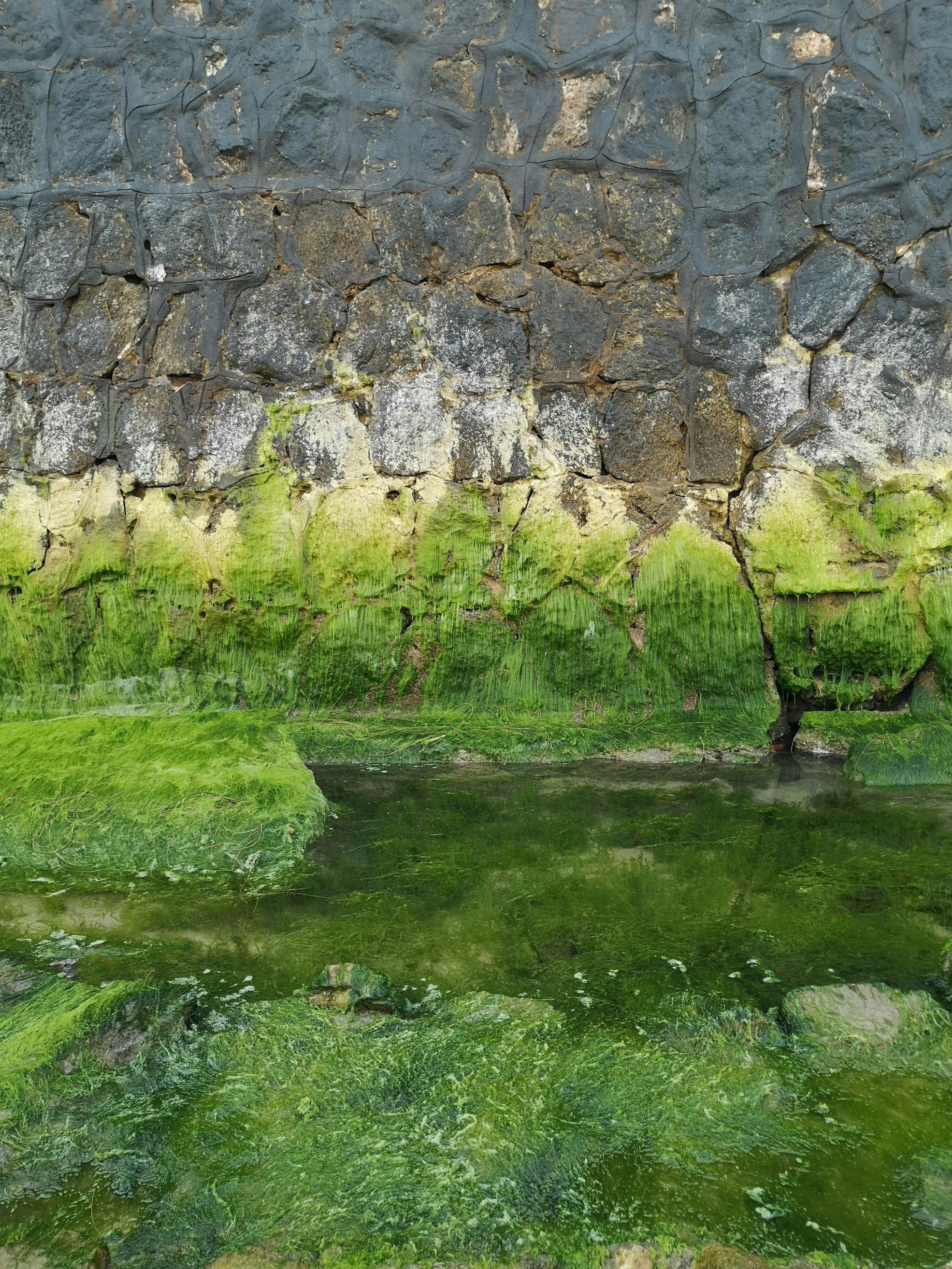 Vibrant green algae thriving against a weathered stone wall, showcasing the contrast between nature and man-made structures.
