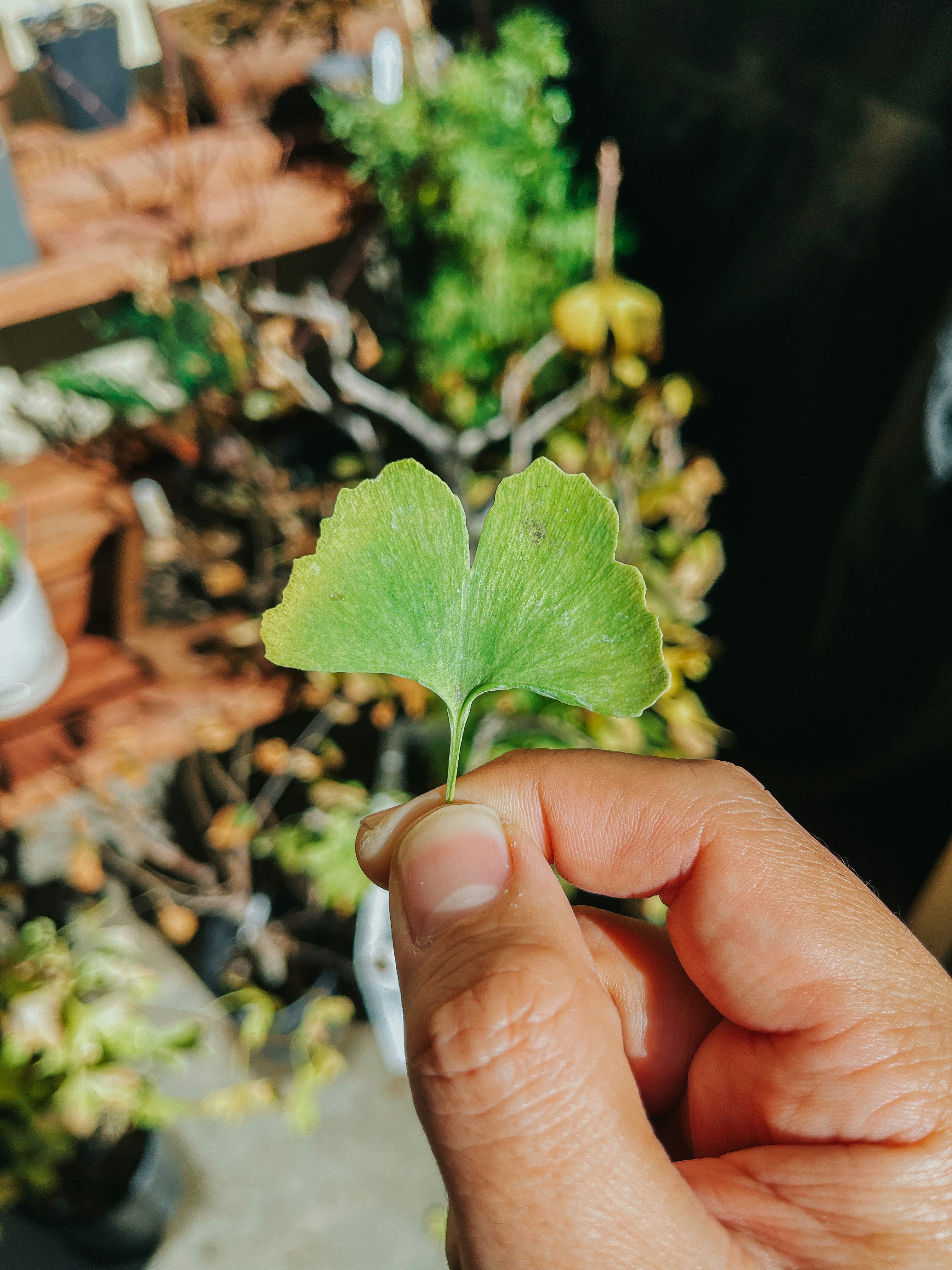 Ginkgo in Focus: A Tiny Leaf Framed by a Sunlit Balcony Garden