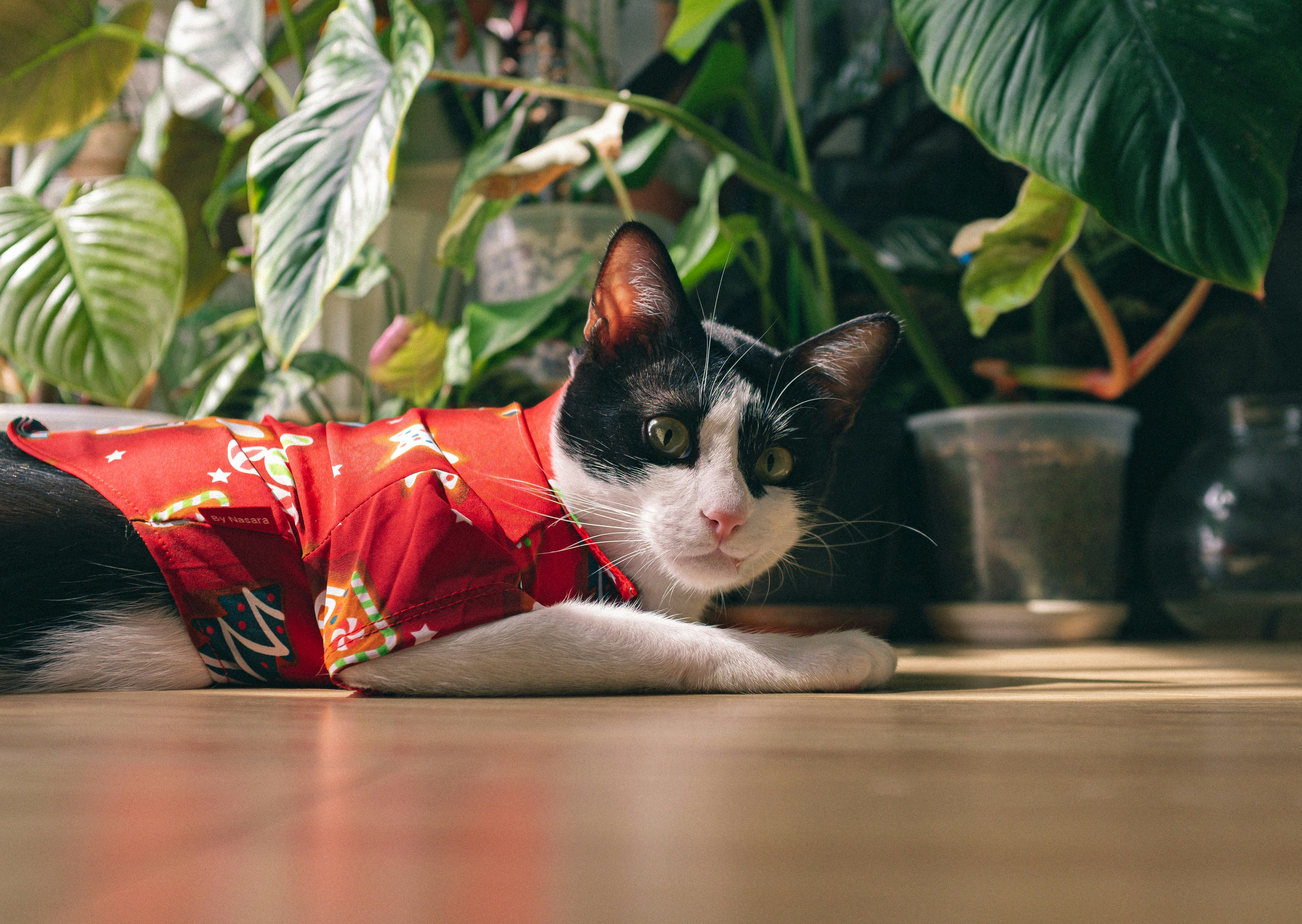a black and white cat wearing a red shirt