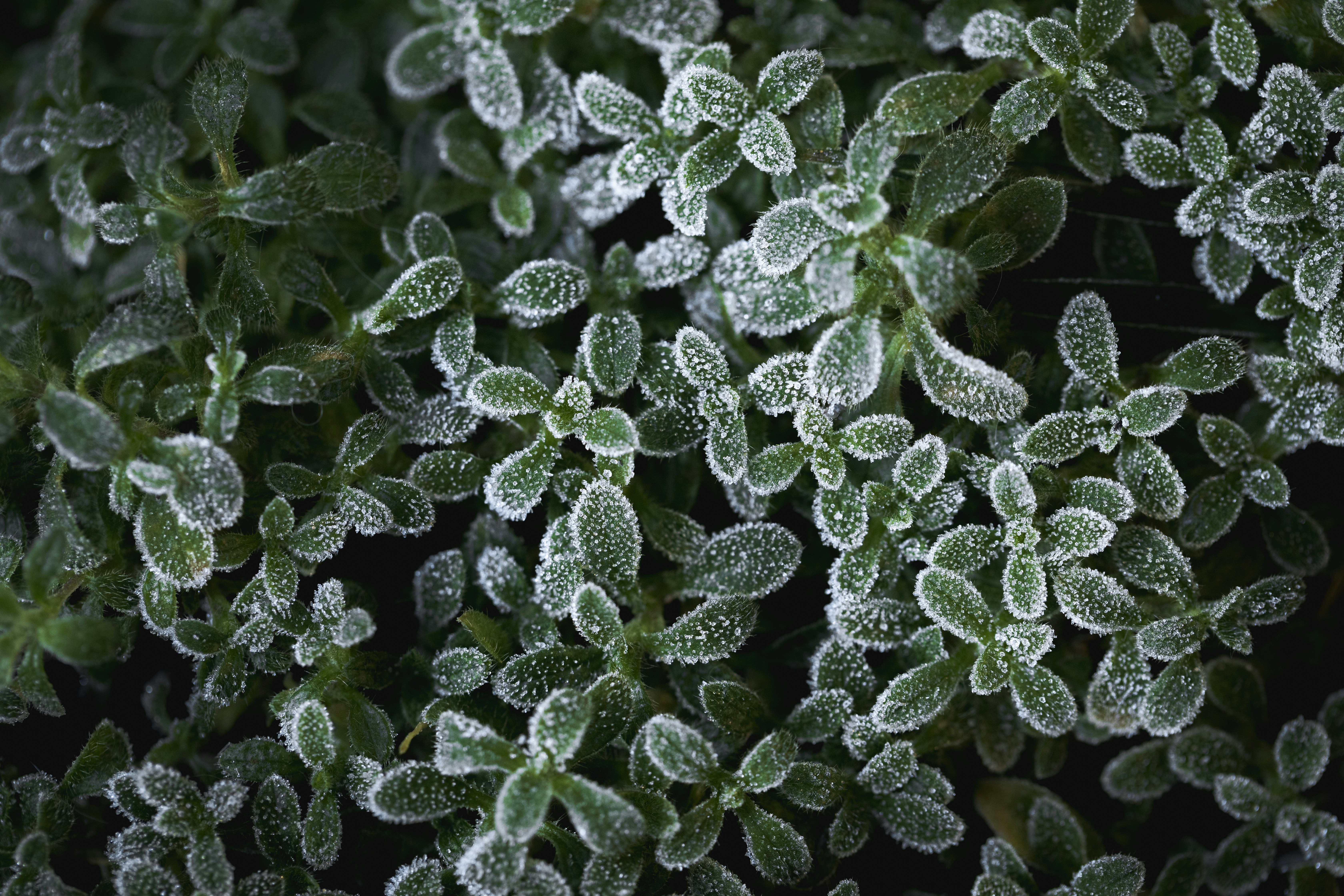 Close-up of frost-covered green leaves, showcasing intricate patterns formed by ice crystals. The image highlights the beauty of nature's winter transformation.
