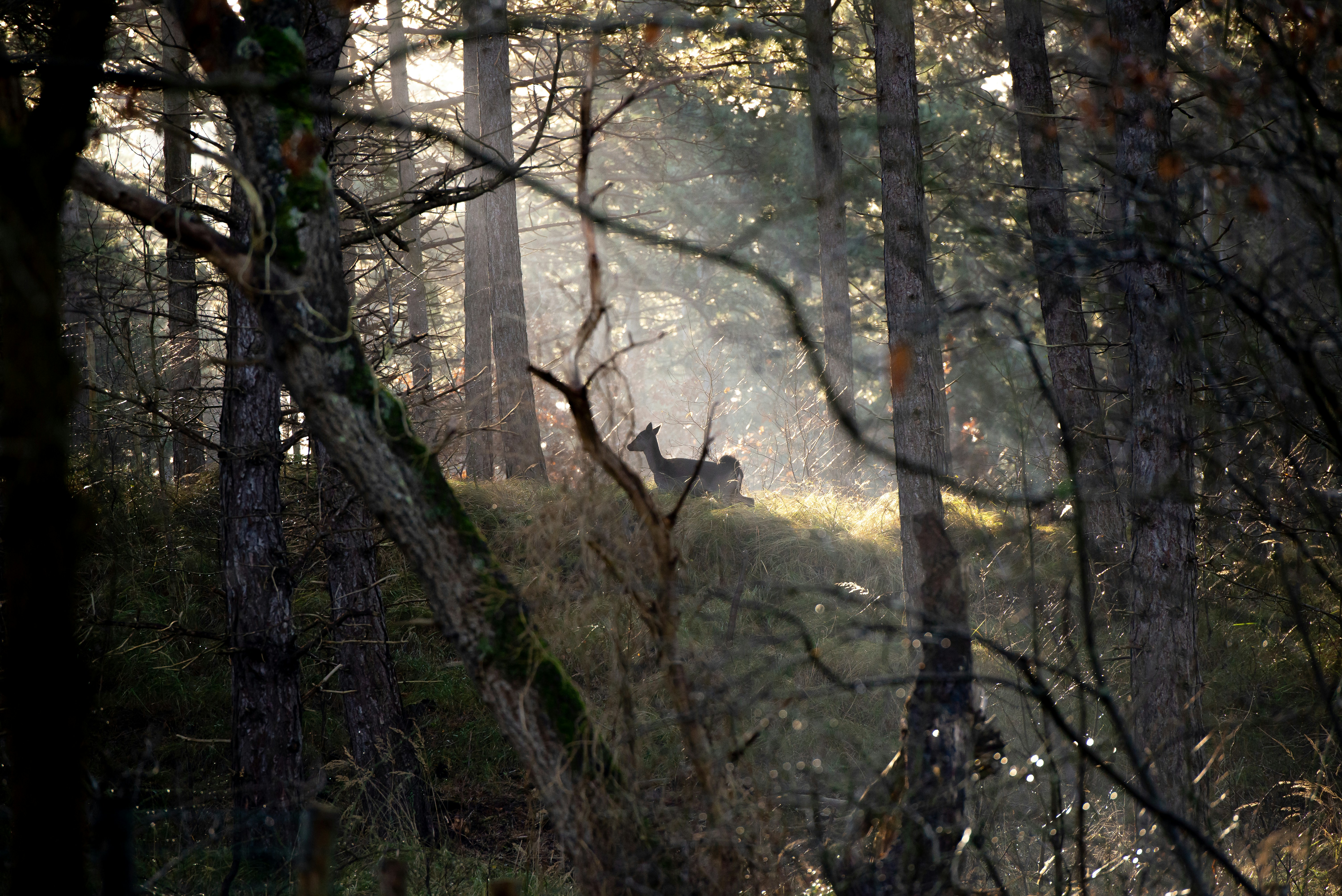 A deer rests quietly in a sunlit clearing, surrounded by tall trees and soft beams of light filtering through the foliage.