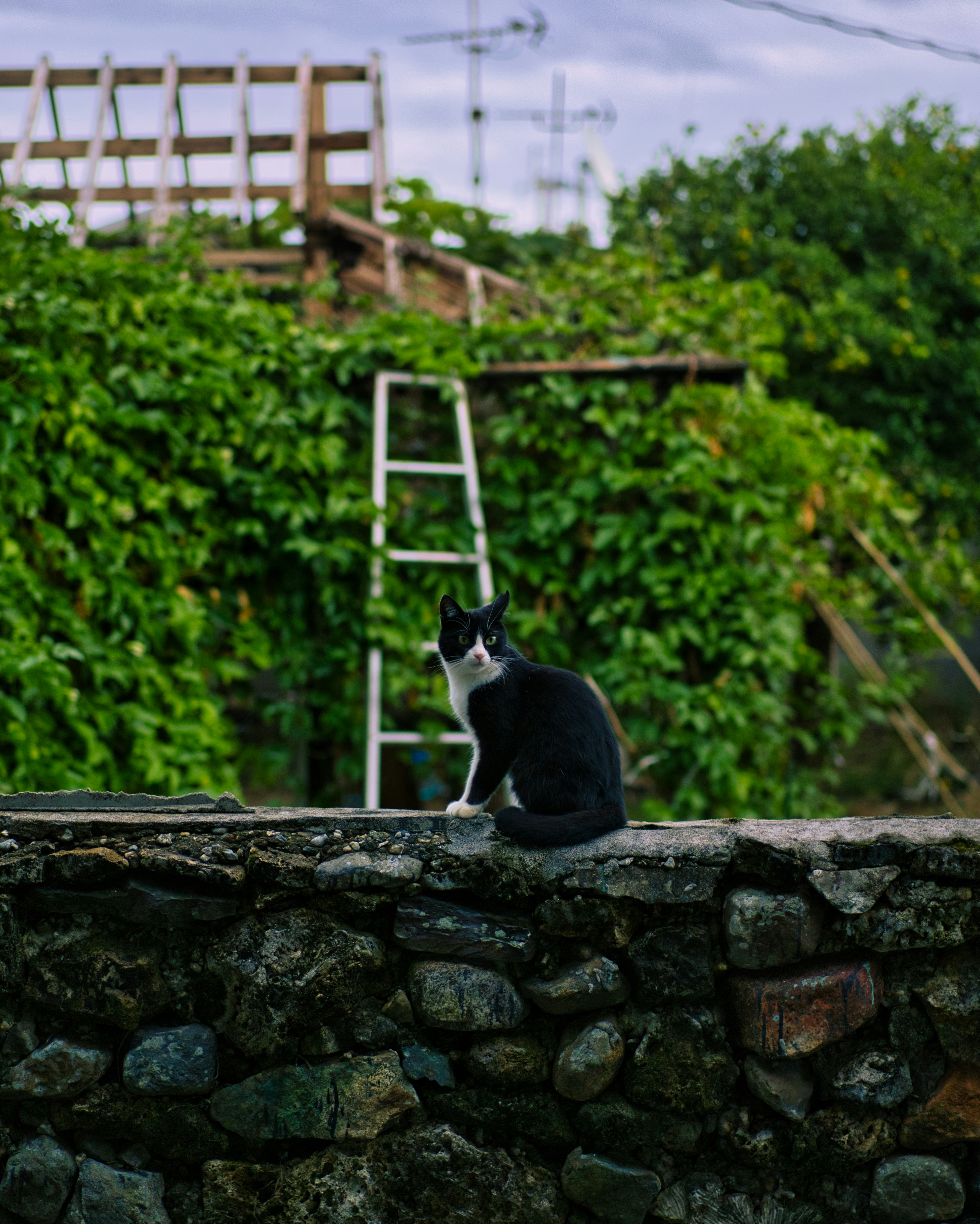 Black-and-White Cat Reposing atop a stone wall with a leafy vertical backdrop