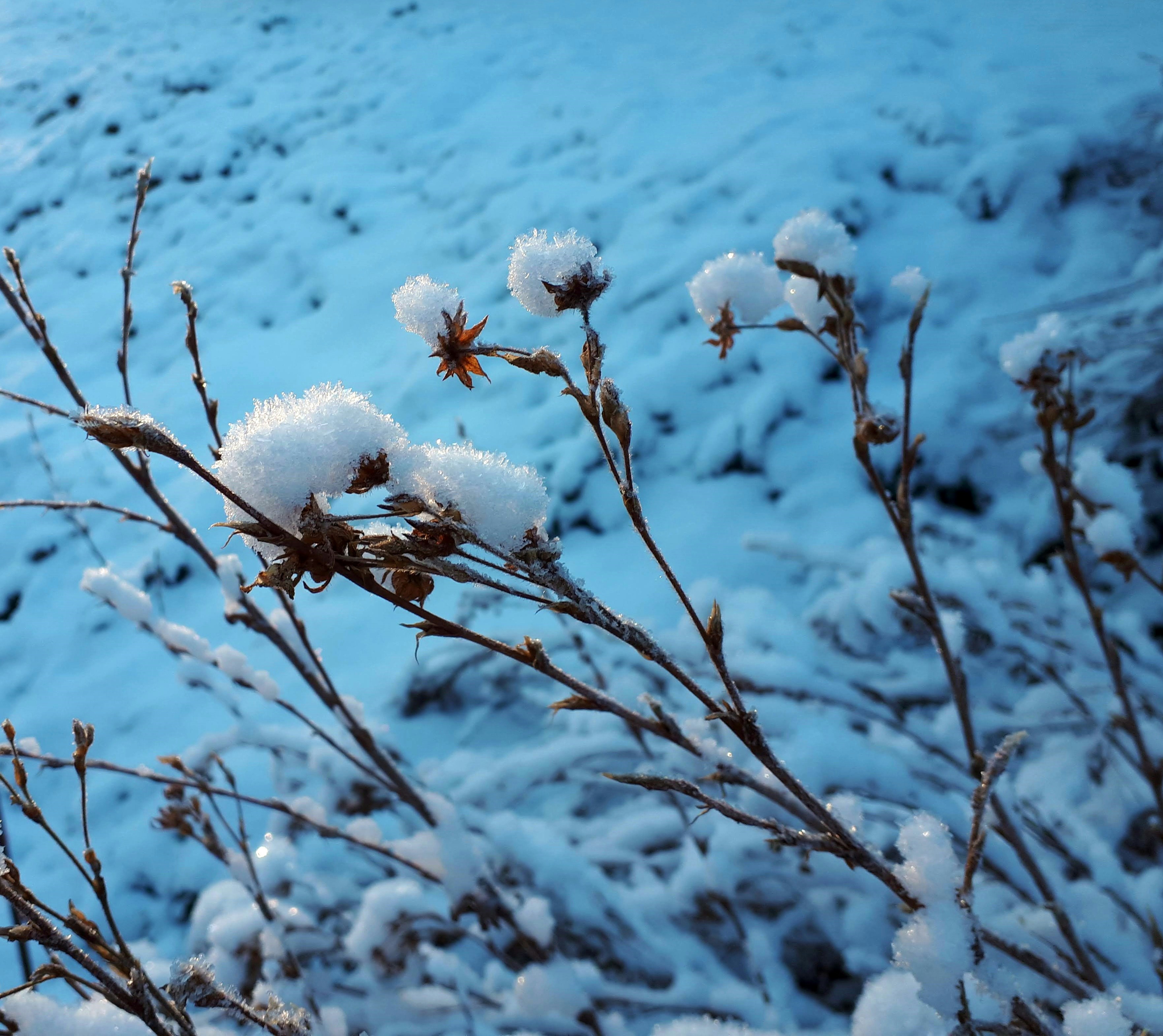 a plant with snow on it in the middle of a field
