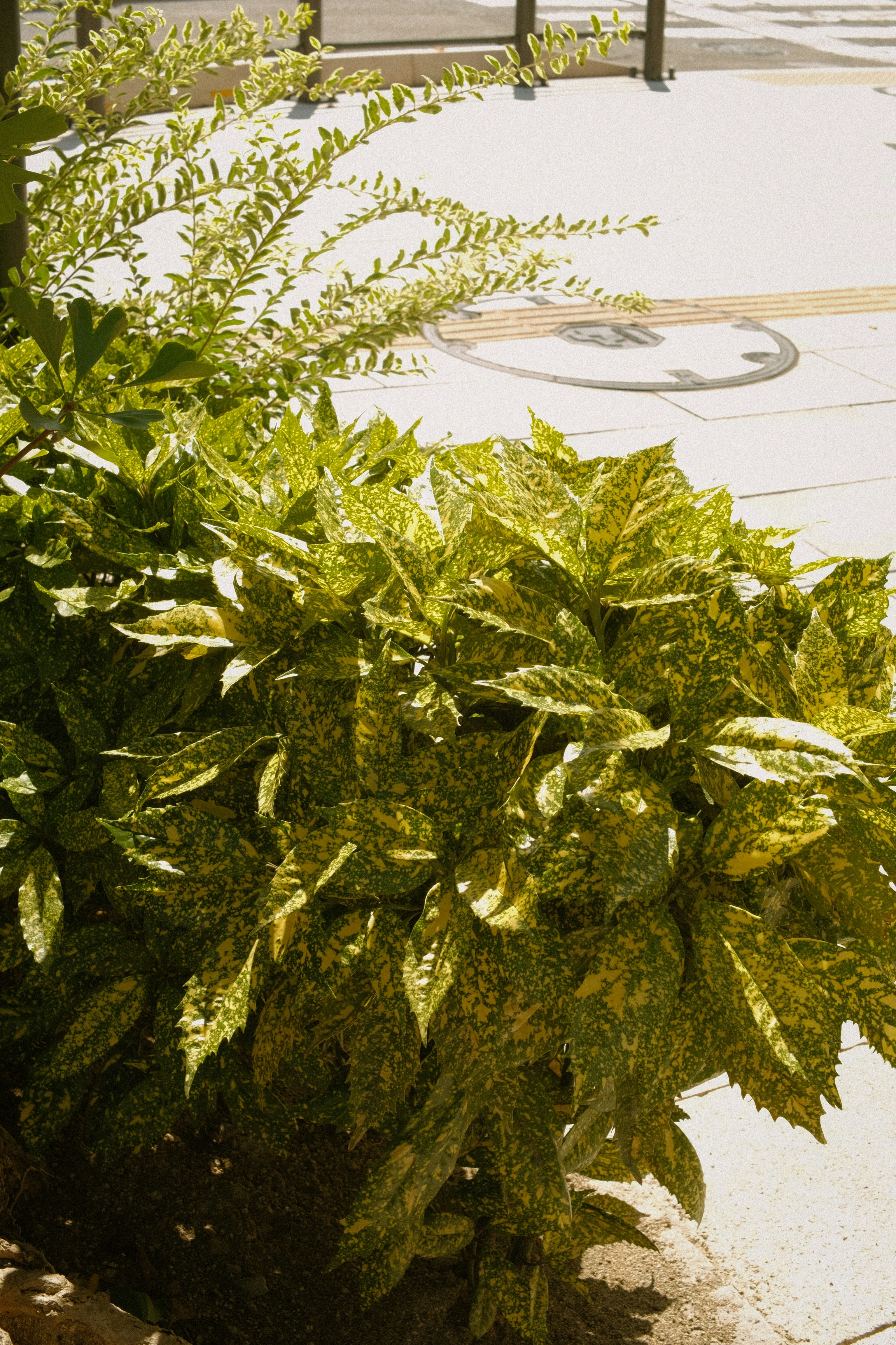 Sunlit Citrus-Variegated Hedge in Urban Plaza