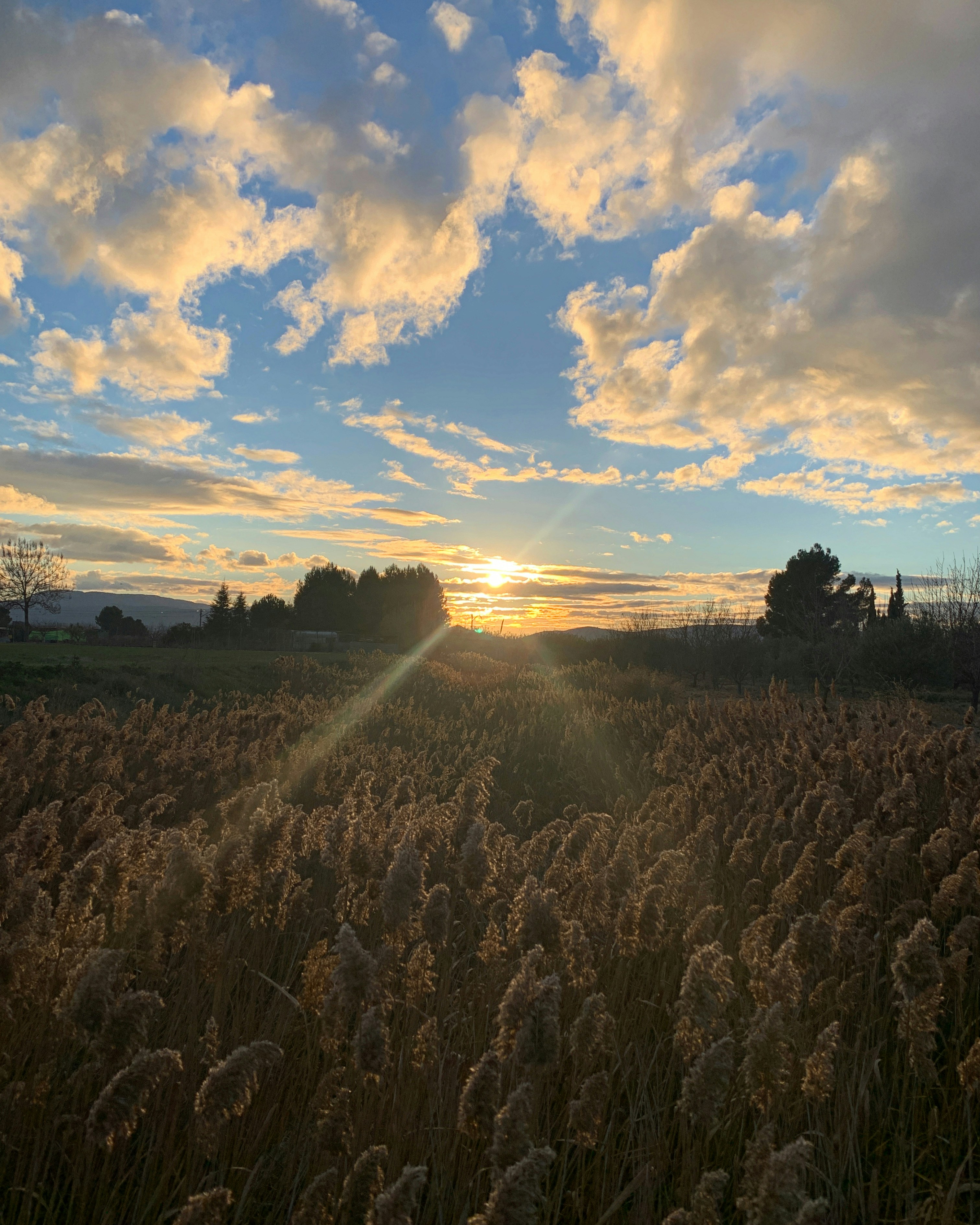 Le soleil se couche sur un champ d’herbes hautes photo – Photo Herbe ...