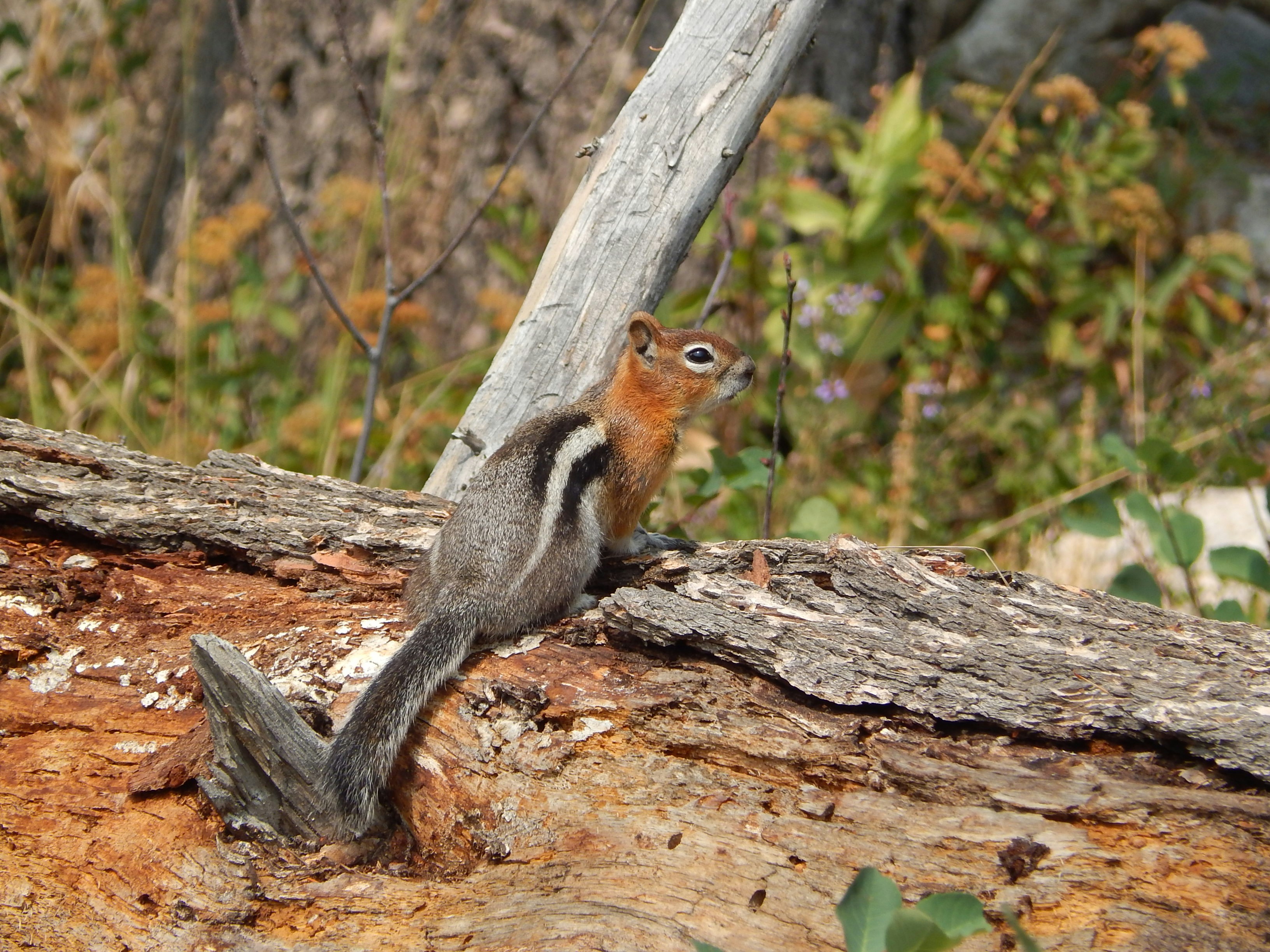 A squirrel perched on a fallen log, showcasing its striped fur and alert posture amidst a lush backdrop of greenery.
