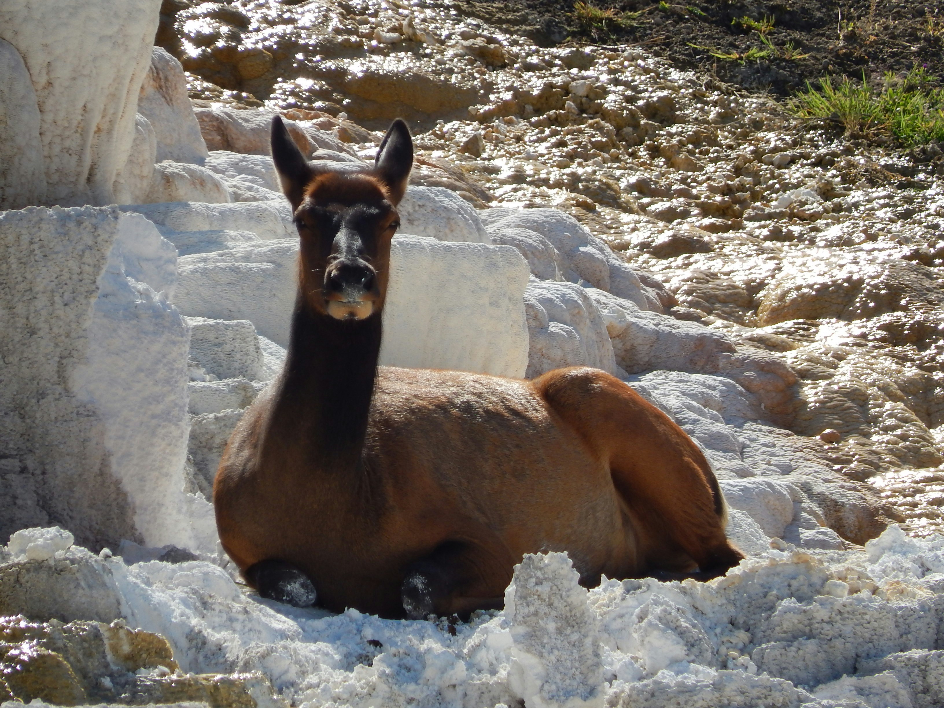 Emperor of the Rock: A Highland-Toned Alpacal llama reclines among sunlit travertine