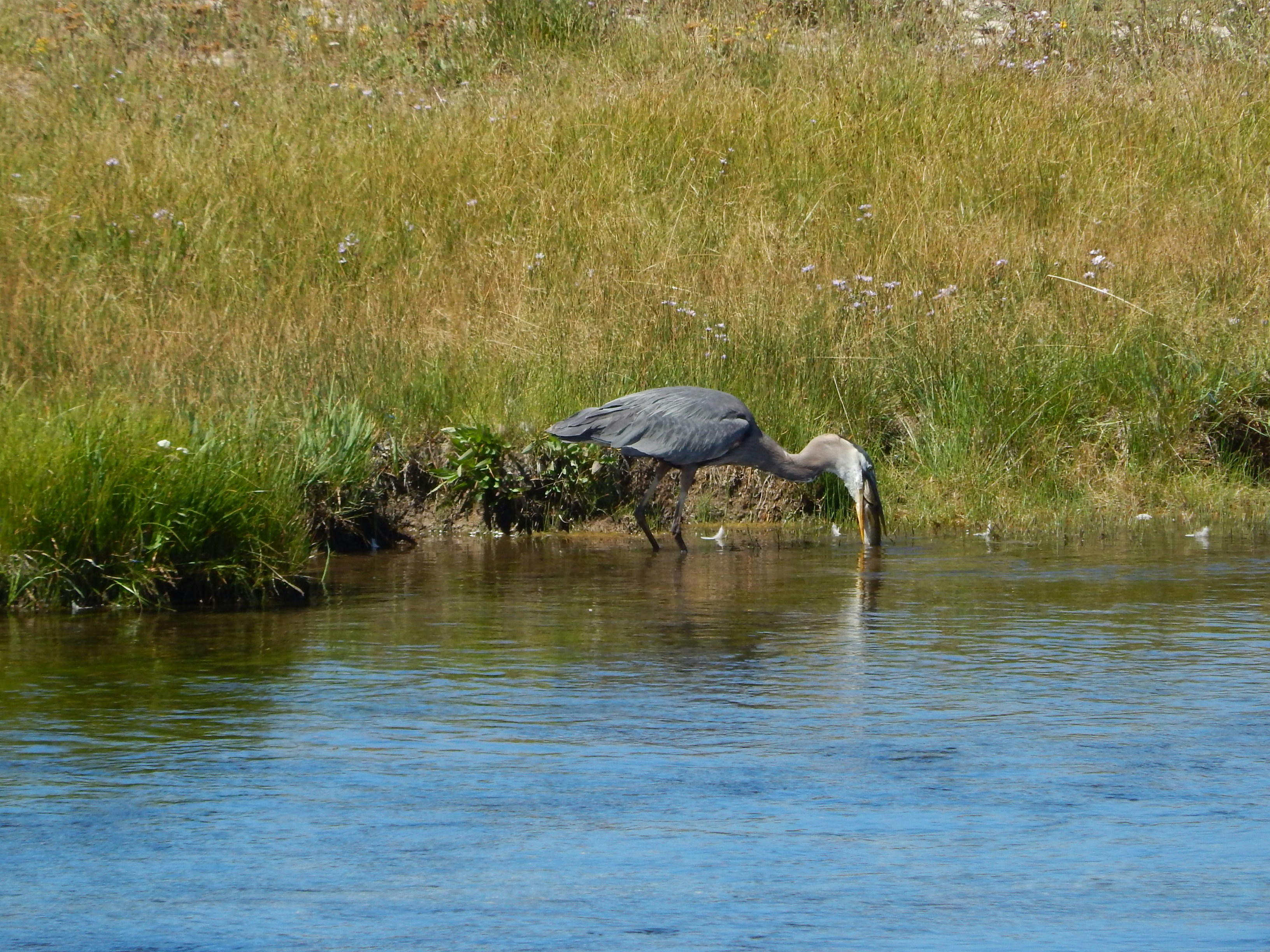 Grey Heron at the Water's Edge: A Quiet Probe for Prey