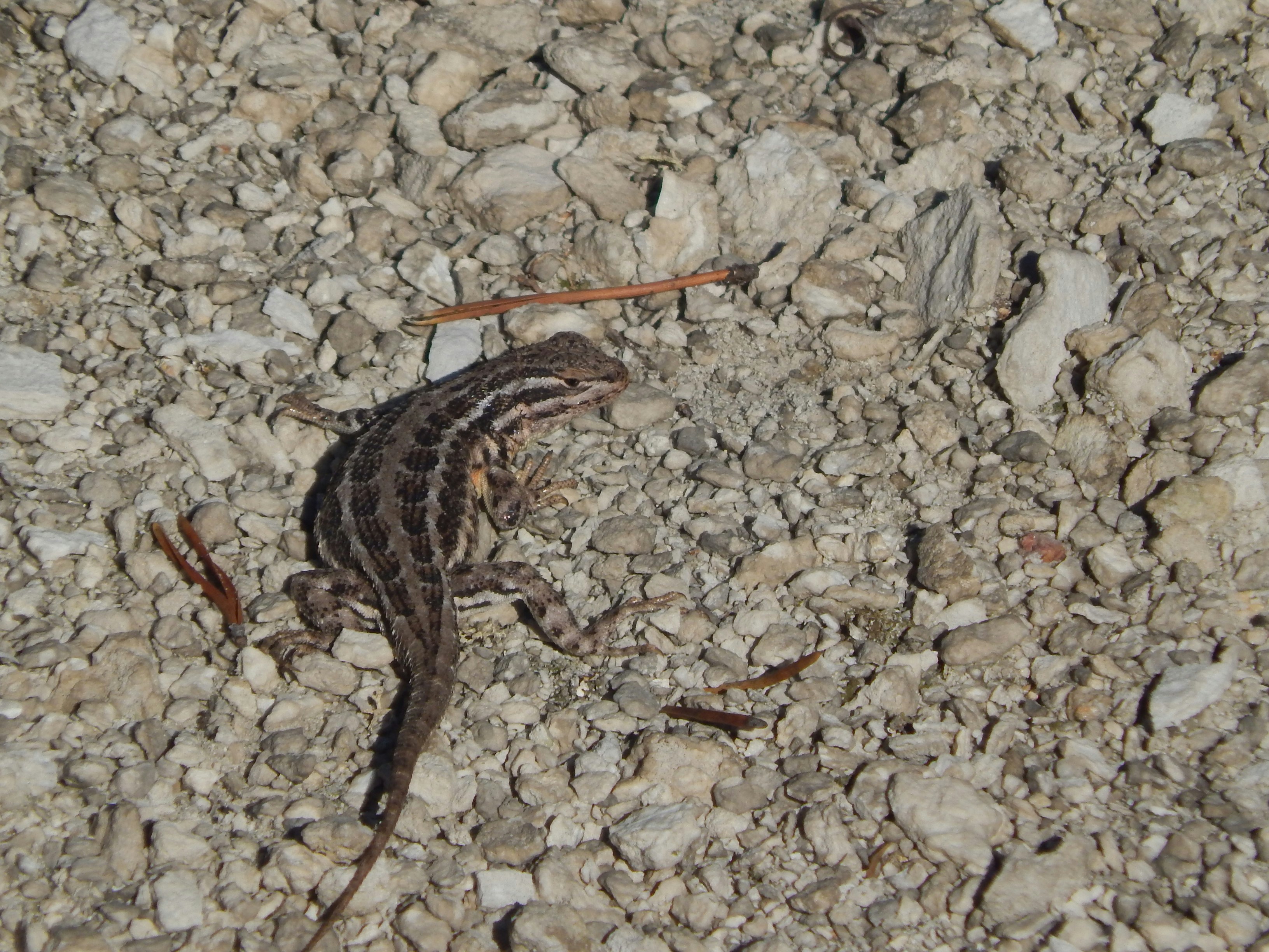 A lizard camouflaged among gravel and stones, showcasing its intricate patterns against the textured surface. 
