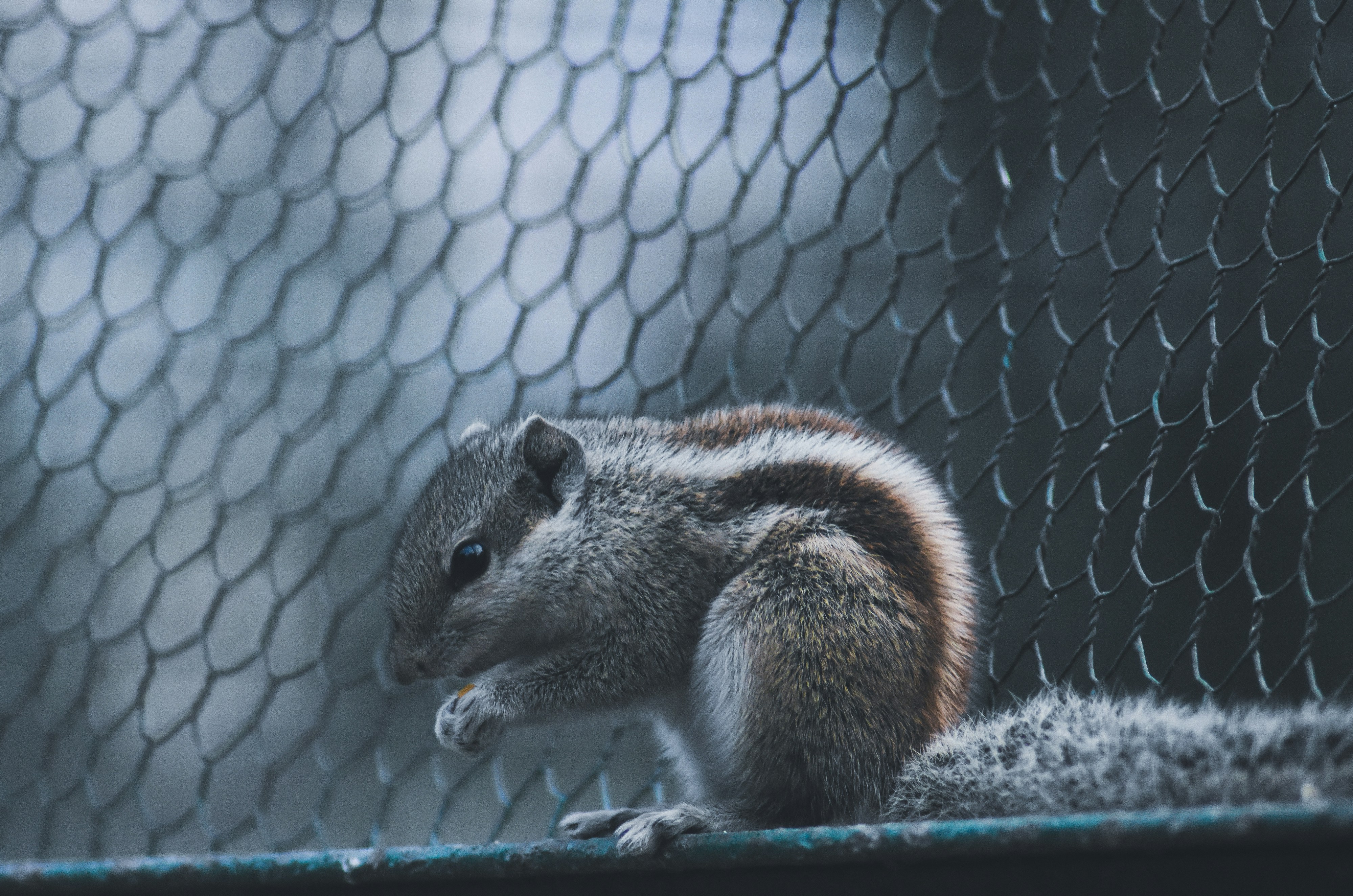 Whiskered Vigil: A Squirrel's Moment of Pause