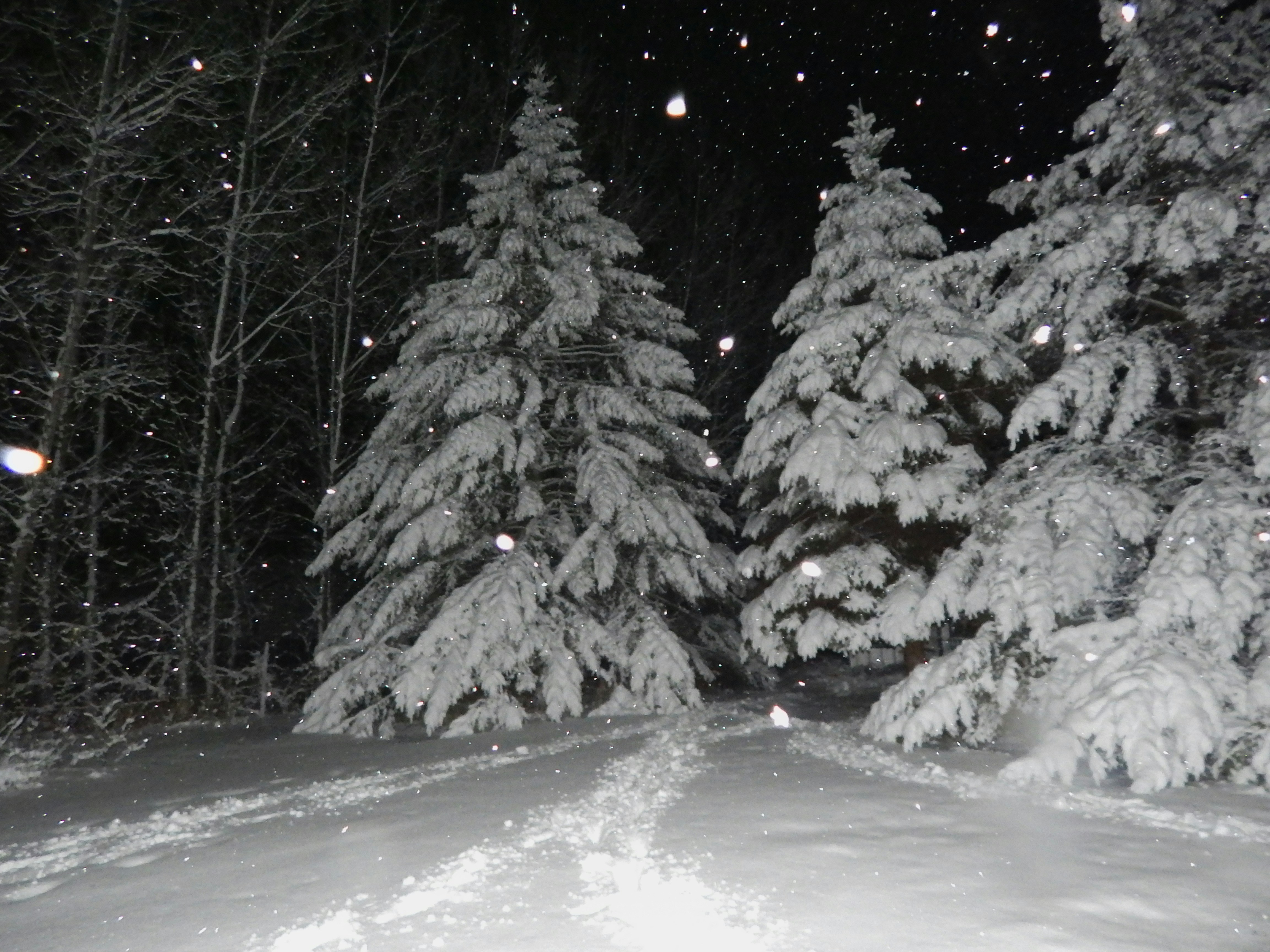 Snow-covered evergreens lining a tranquil path, illuminated by falling snowflakes in a serene night setting.